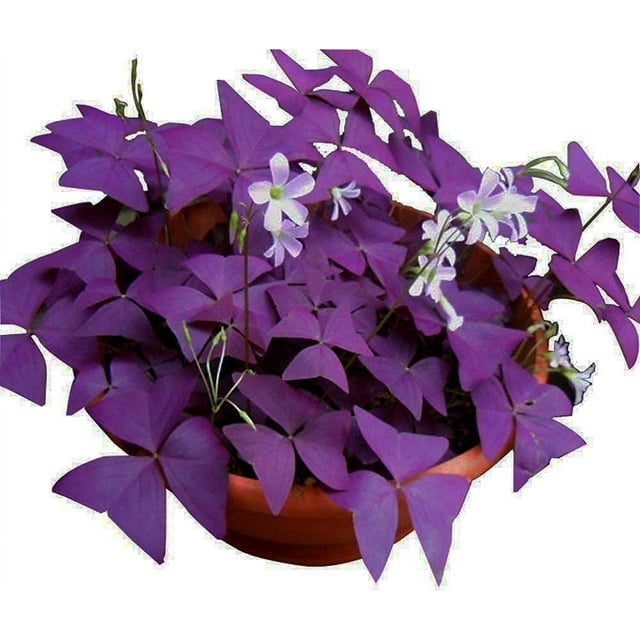 Oxalis Triangularis 10 Bulbs - Purple Shamrocks for Indoor/Outdoor ...
