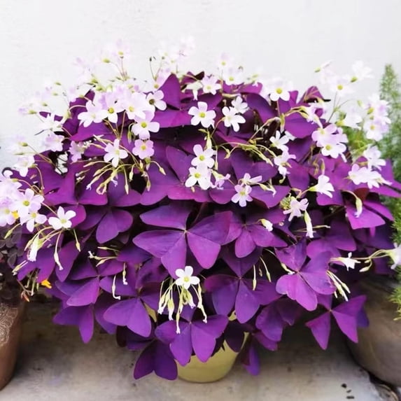 Oxalis Triangularis Bulbs - Purple Shamrock Bulbs - Good Luck Plant ...