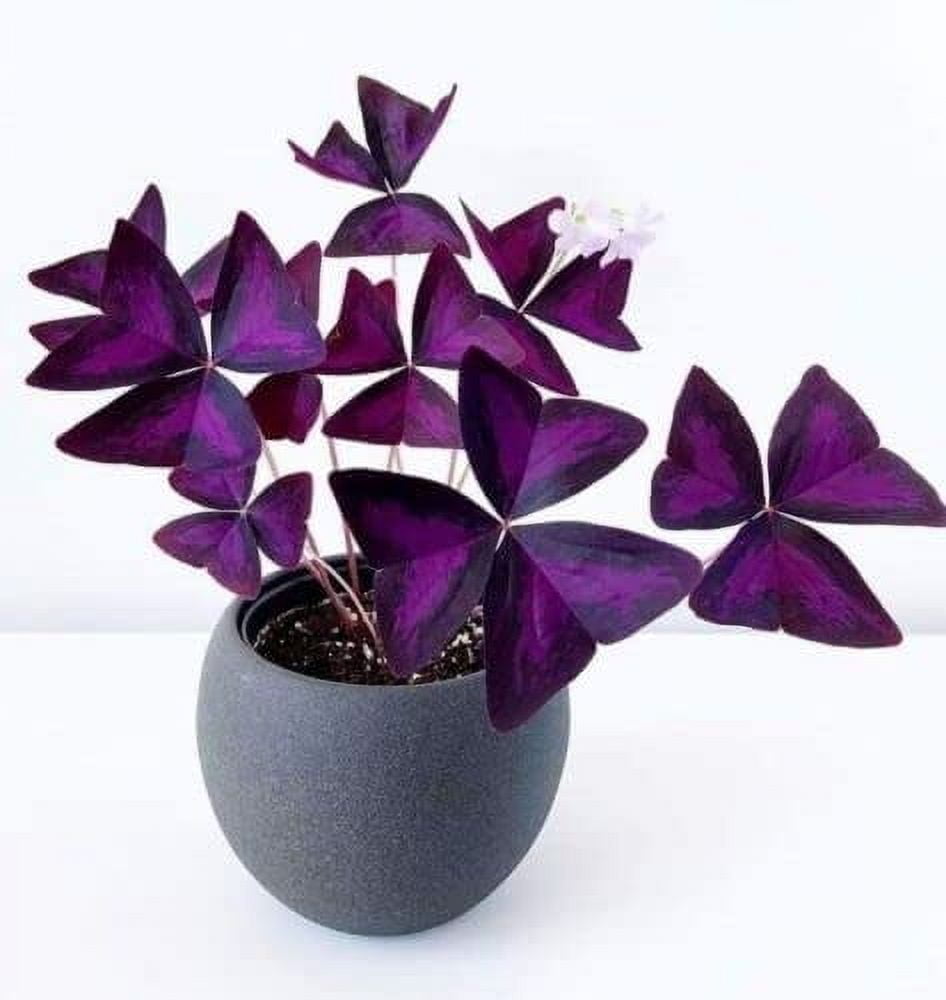 Oxalis Triangularis Bulbs - Purple Shamrock Bulbs - Good Luck Plant ...
