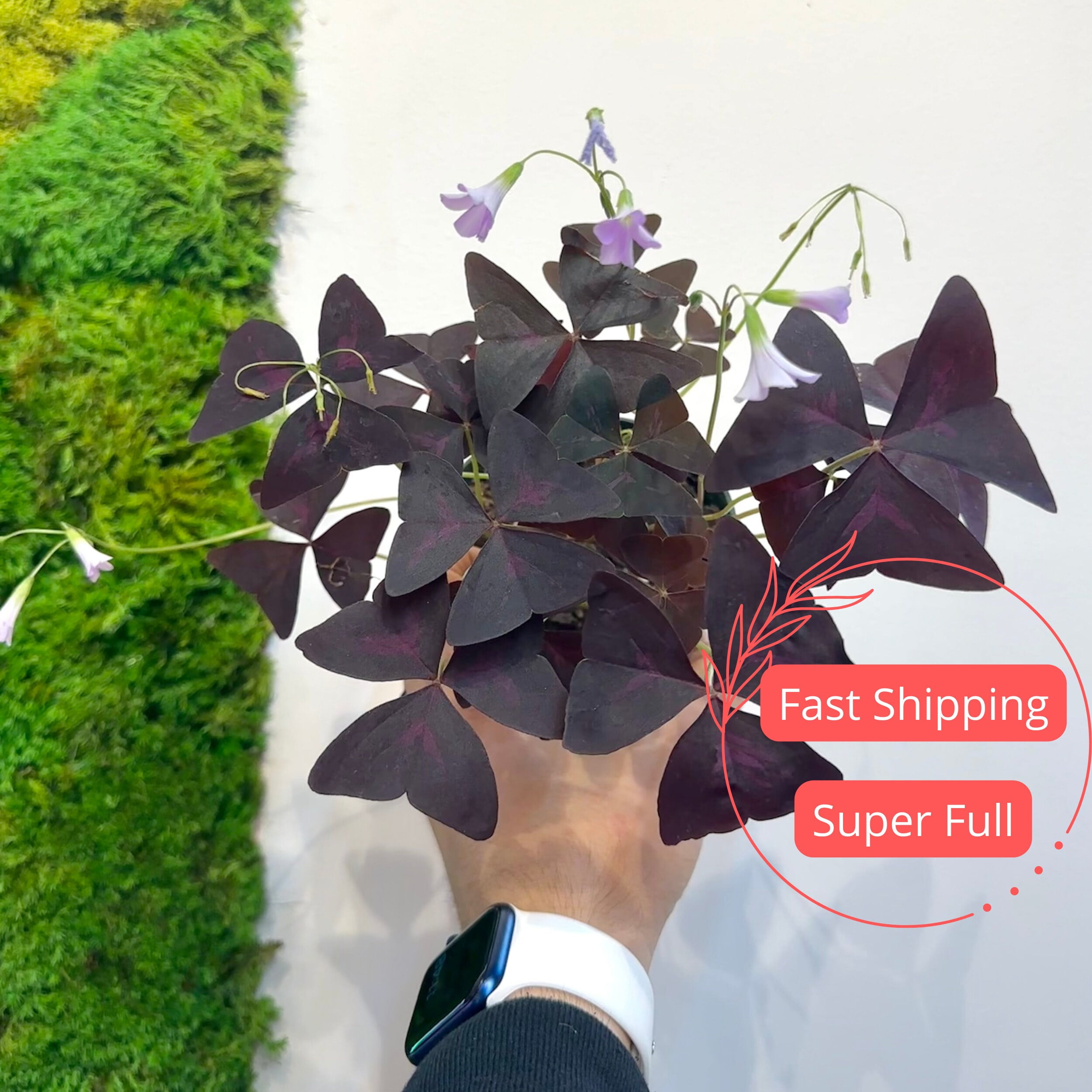 Oxalis Triangularis Plants | Purple Shamrock Plant | Oxalis Bulbs ...