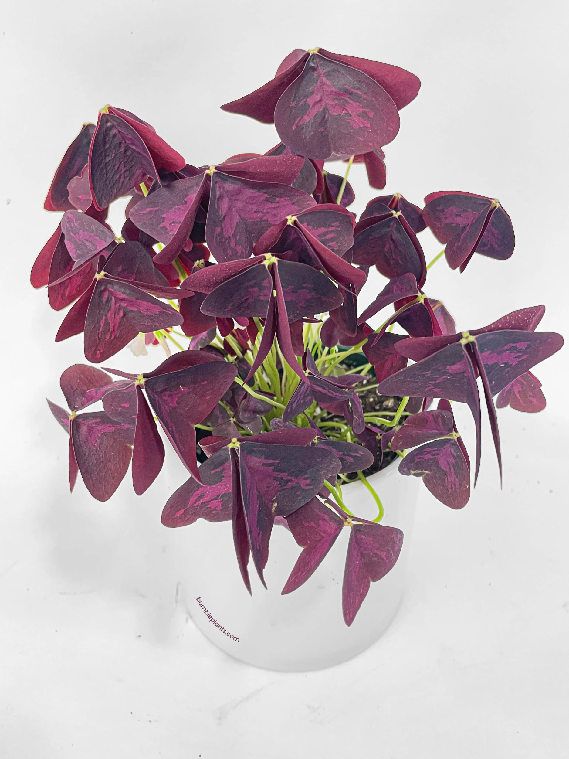 Oxalis Triangularis Purple False Shamrock, Butterfly Leaf Indoor Plant ...