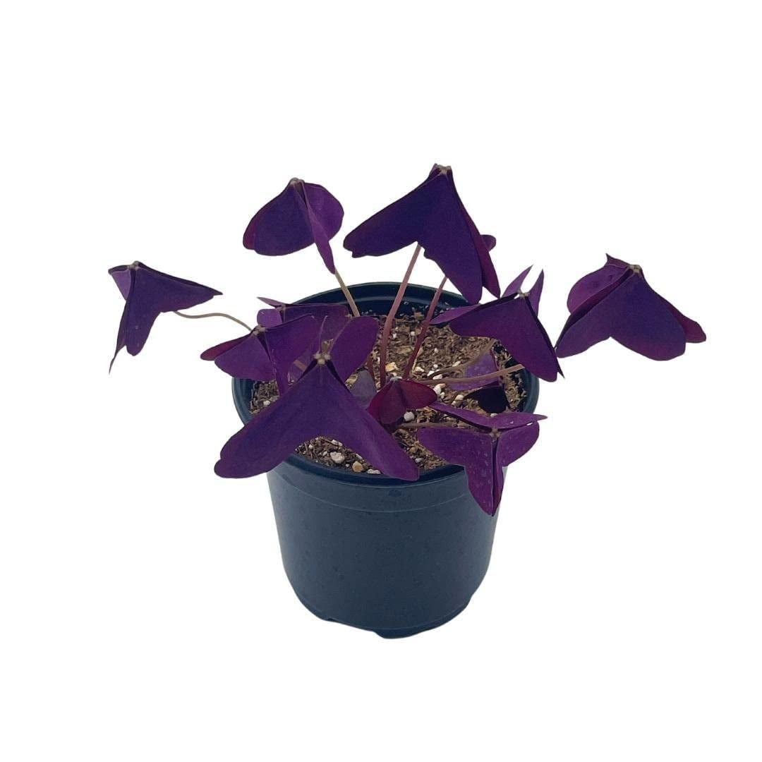 Oxalis triangularis, Purple Shamrock, Butterflies / Butterfly Plant in ...