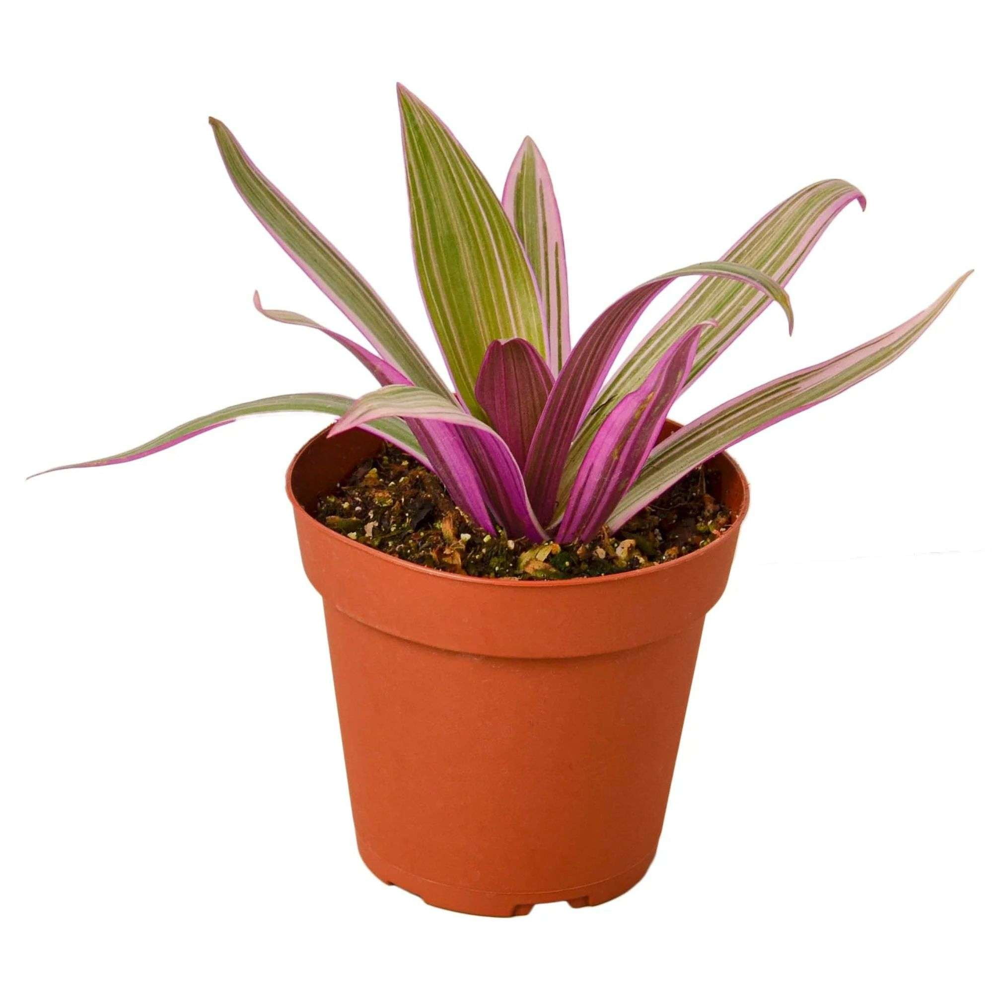 Oyster Plant Moses in the Cradle Live Plant for Indoor | Different ...