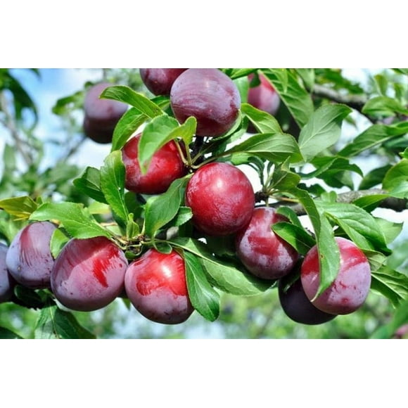Stanley Plum Tree