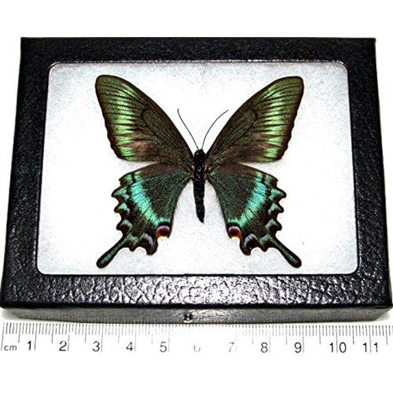 P. maacki spring form REAL FRAMED BUTTERFLY BLUE GREEN$$Art & Craft ...