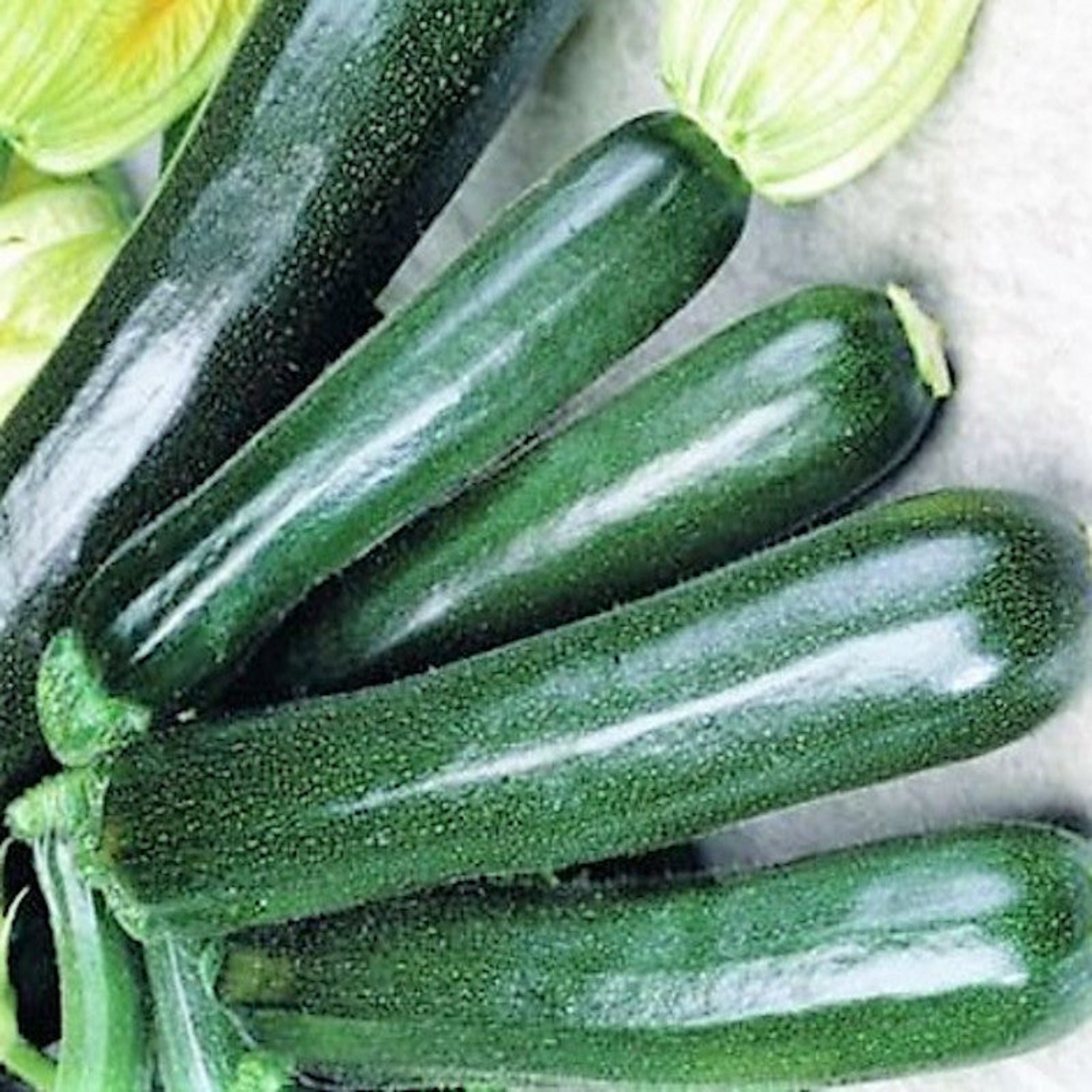Grow Zucchini Seed
