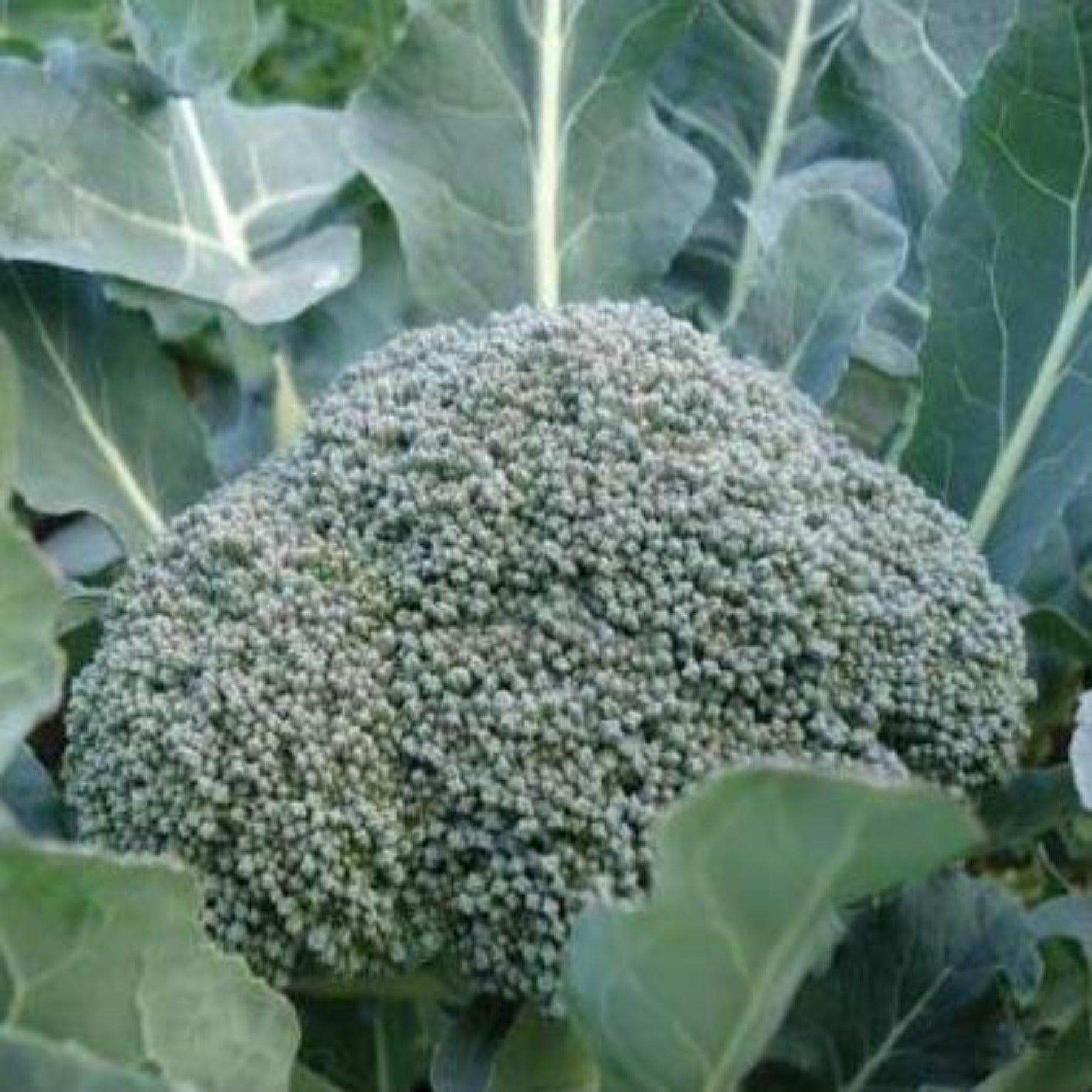 De Cicco Heirloom Broccoli Seeds - Walmart.com