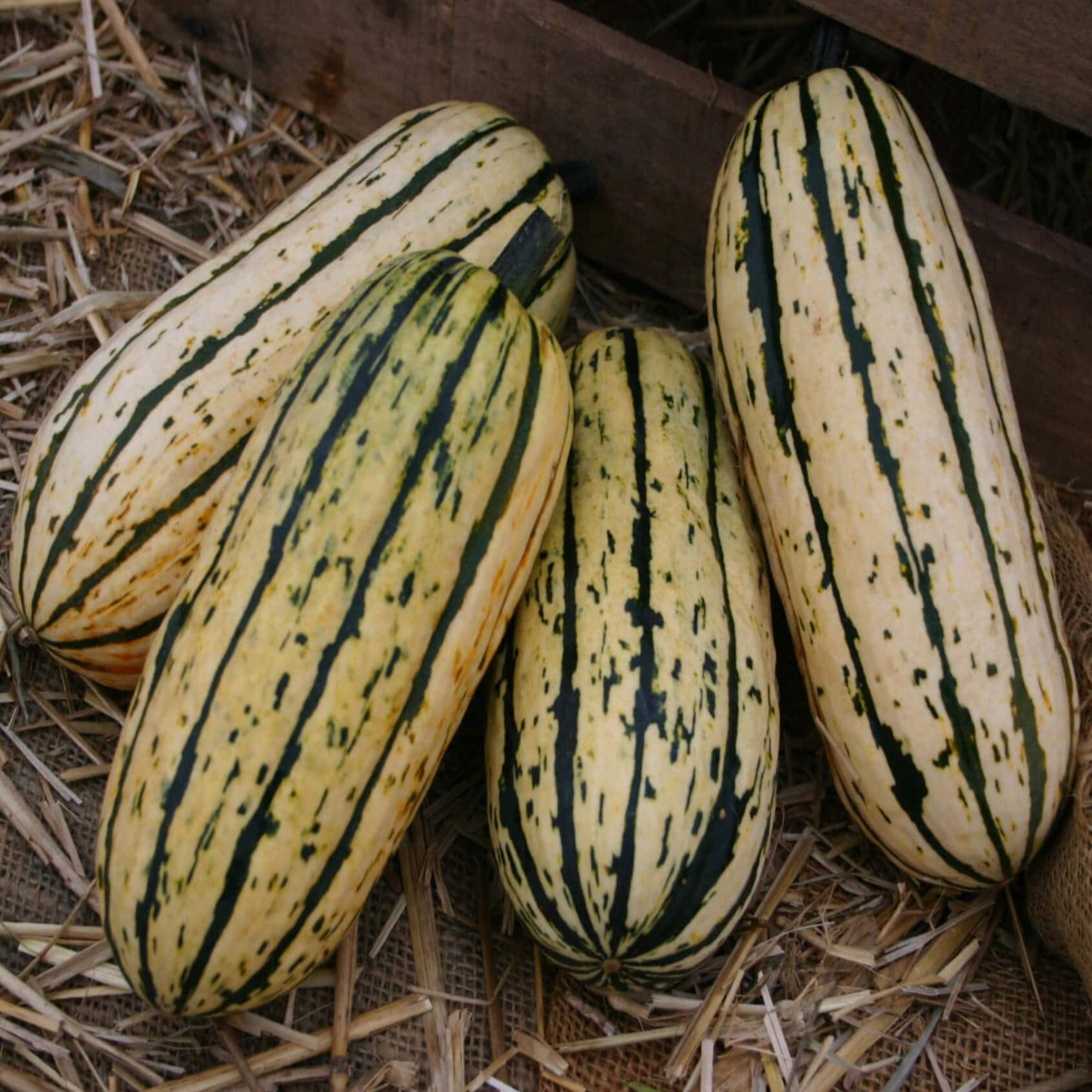 Delicata Bush Winter Squash Seeds - Walmart Business Supplies