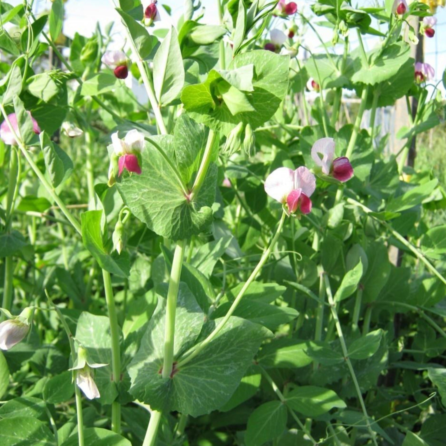 PAPAW'S GARDEN SUPPLY LLC. HELPING THE NEXT GENERATION GROW! Dwarf Grey ...