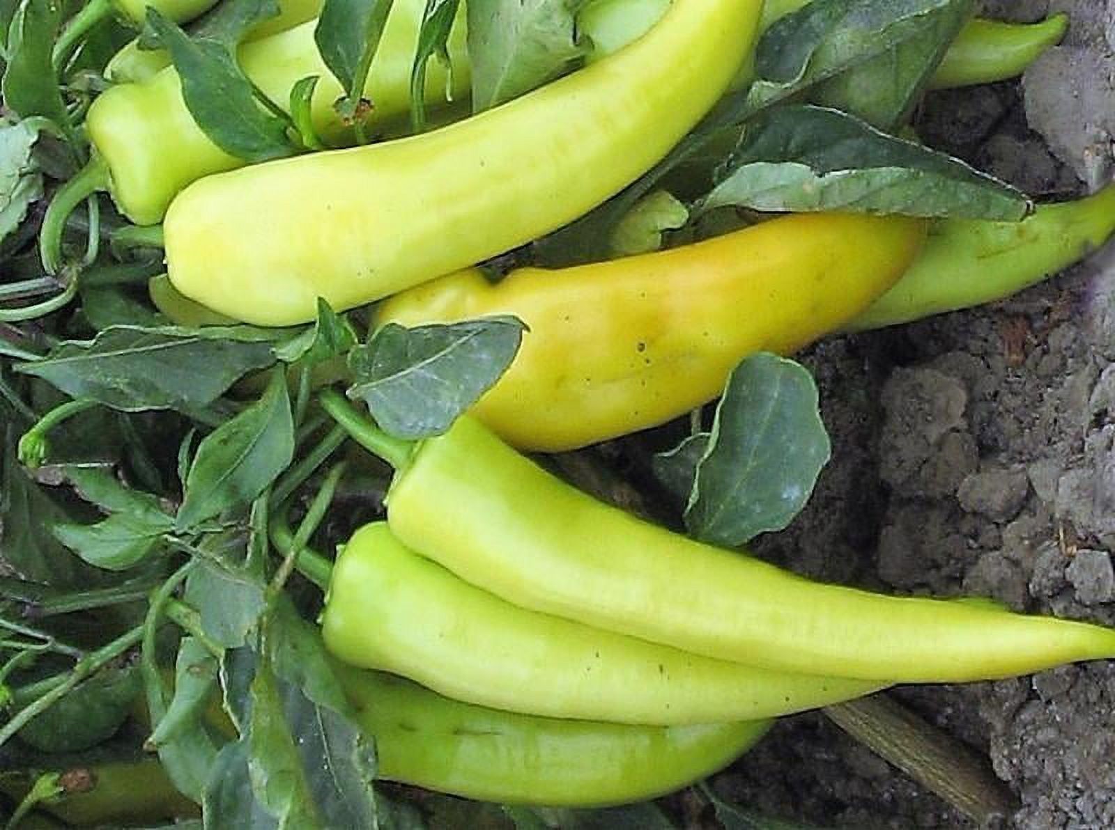 PAPAW'S GARDEN SUPPLY LLC. HELPING THE NEXT GENERATION GROW! Golden ...