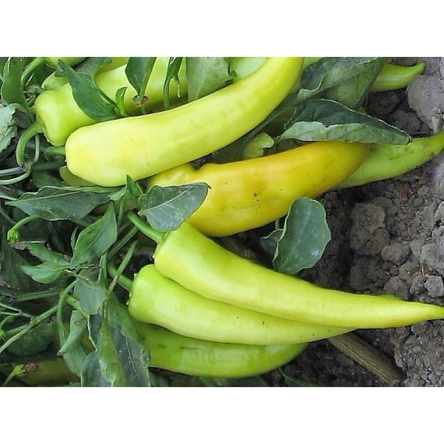 PAPAW'S GARDEN SUPPLY LLC. HELPING THE NEXT GENERATION GROW! Golden ...