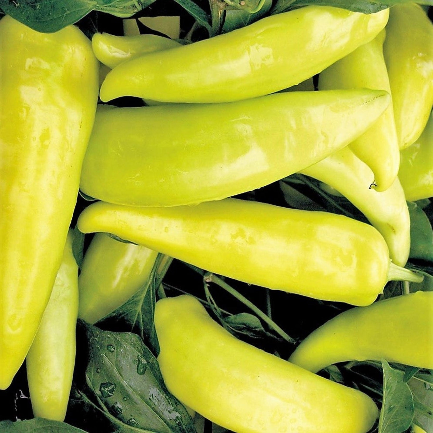 PAPAW'S GARDEN SUPPLY LLC. HELPING THE NEXT GENERATION GROW! Hungarian ...