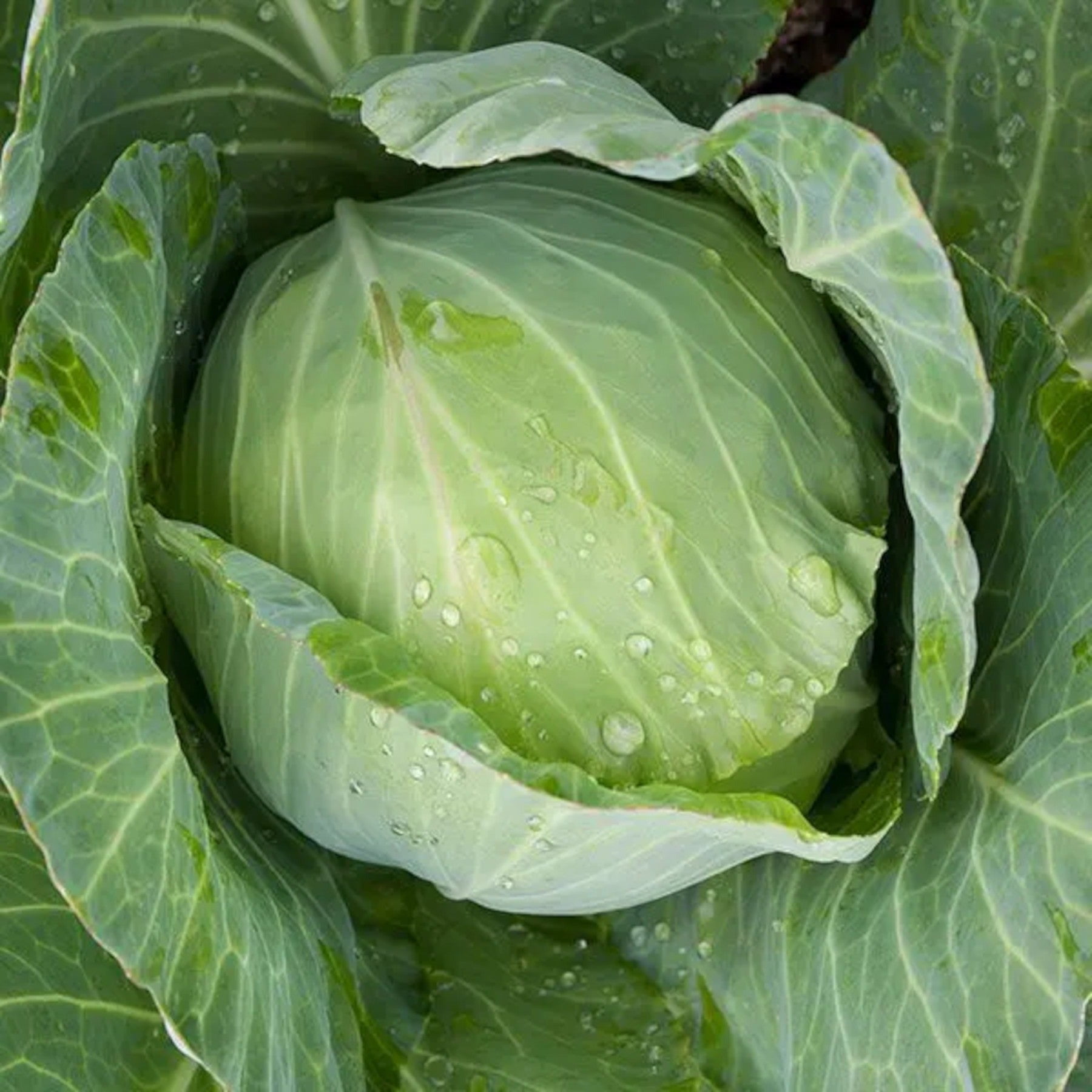 Late Flat Dutch Premium Heirloom Cabbage Seeds - Walmart.com