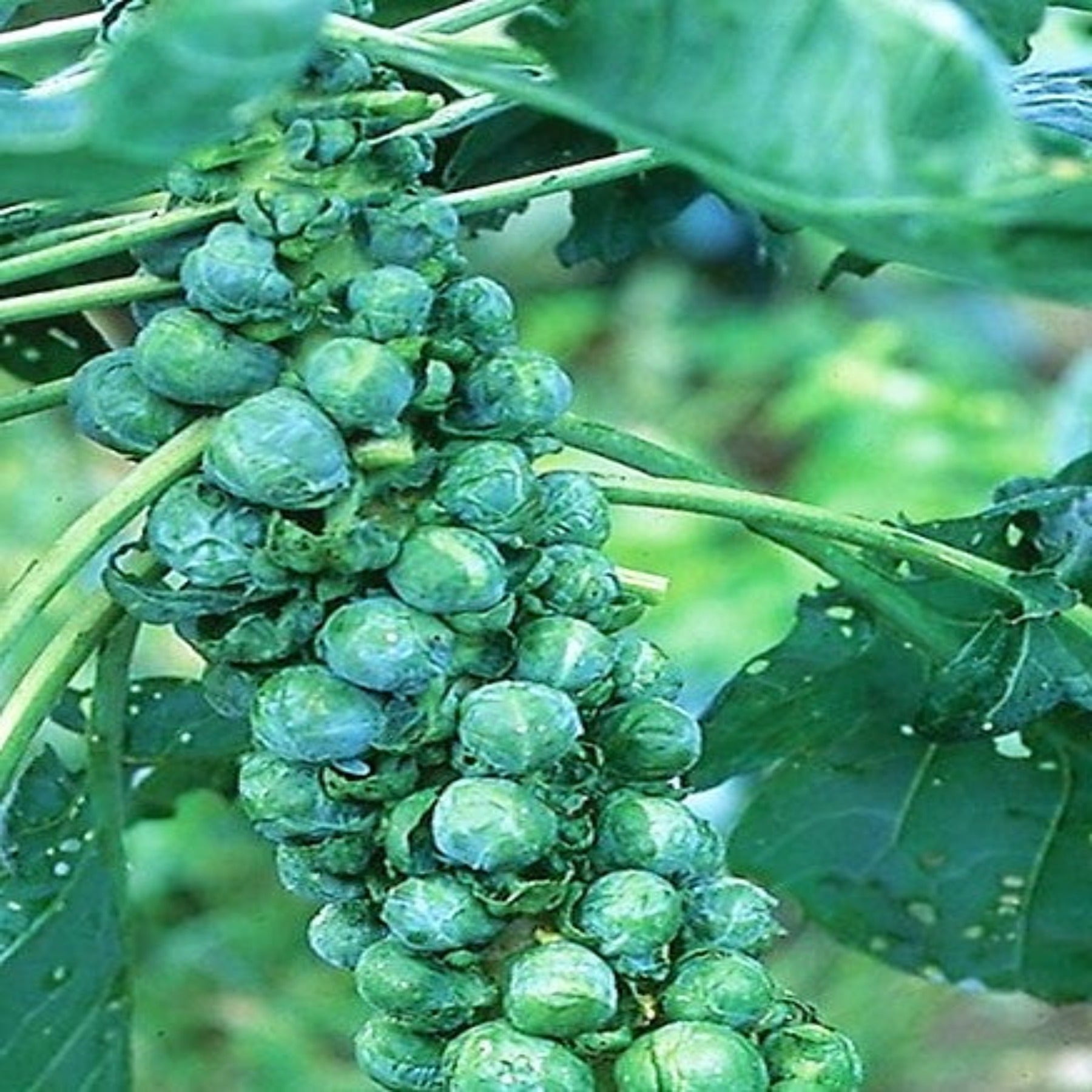 Long Island Improved Heirloom Brussels Sprouts Seeds - Walmart Business ...
