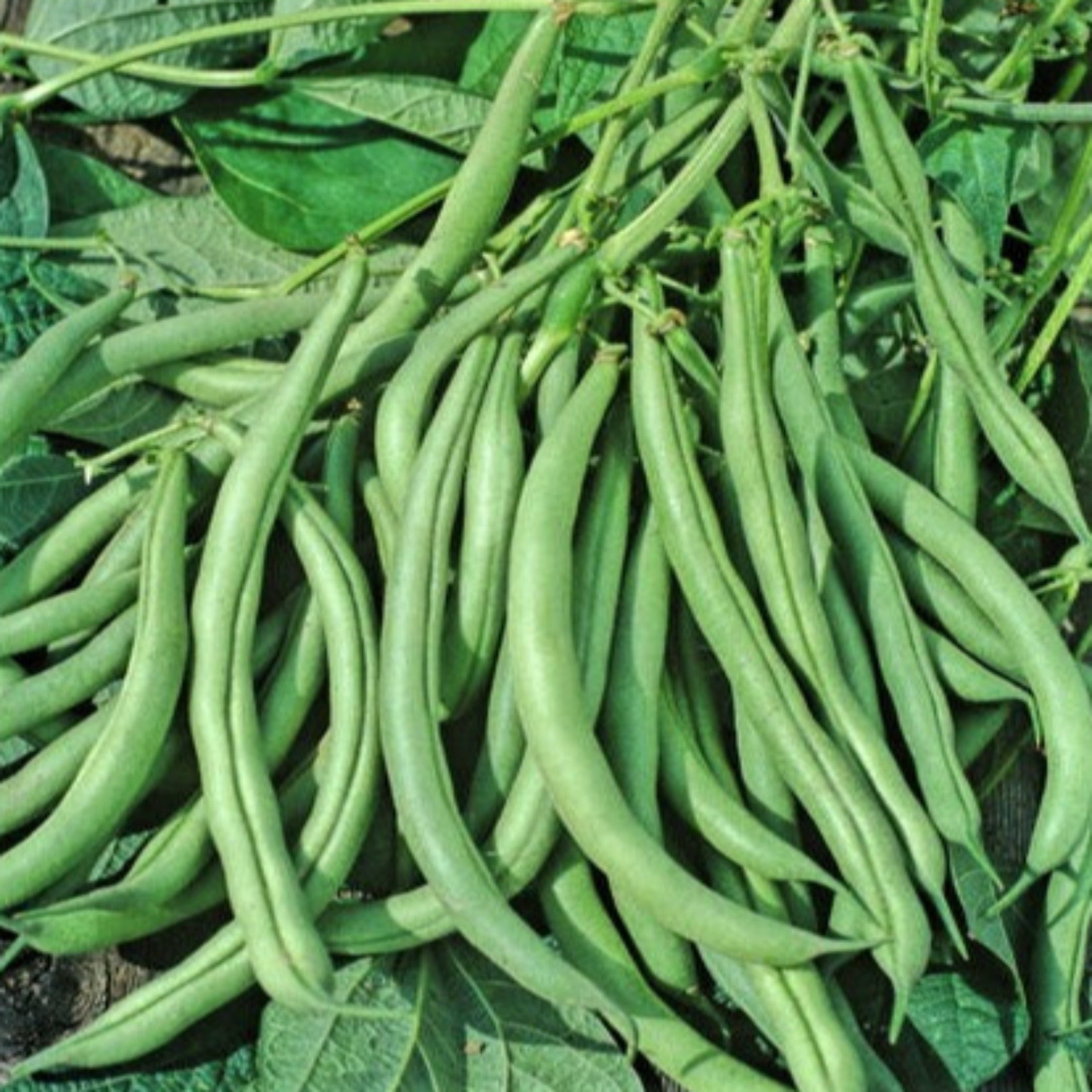 PAPAW'S GARDEN SUPPLY LLC. HELPING THE NEXT GENERATION GROW! Mountain ...