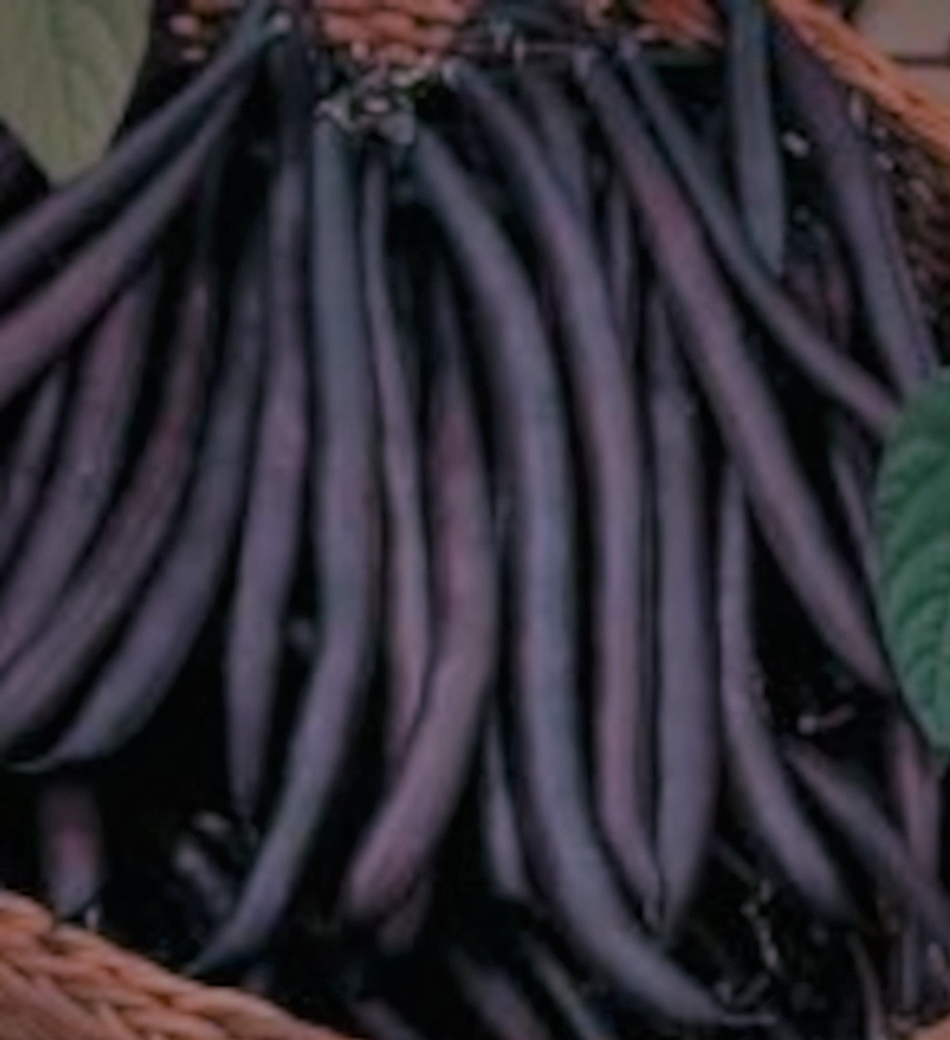 PAPAW'S GARDEN SUPPLY LLC. HELPING THE NEXT GENERATION GROW! Purple ...