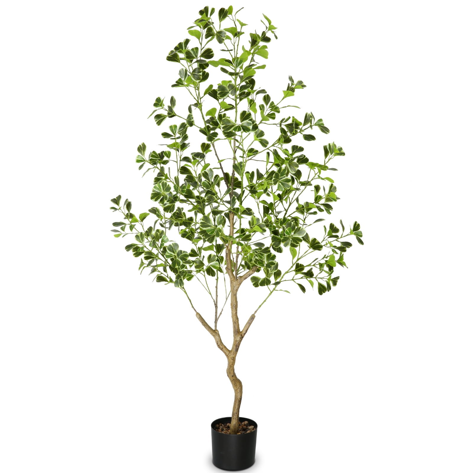 PARMPH 4.9Ft Artificial Ficus Tree, White-Edged Green Heart-shaped ...