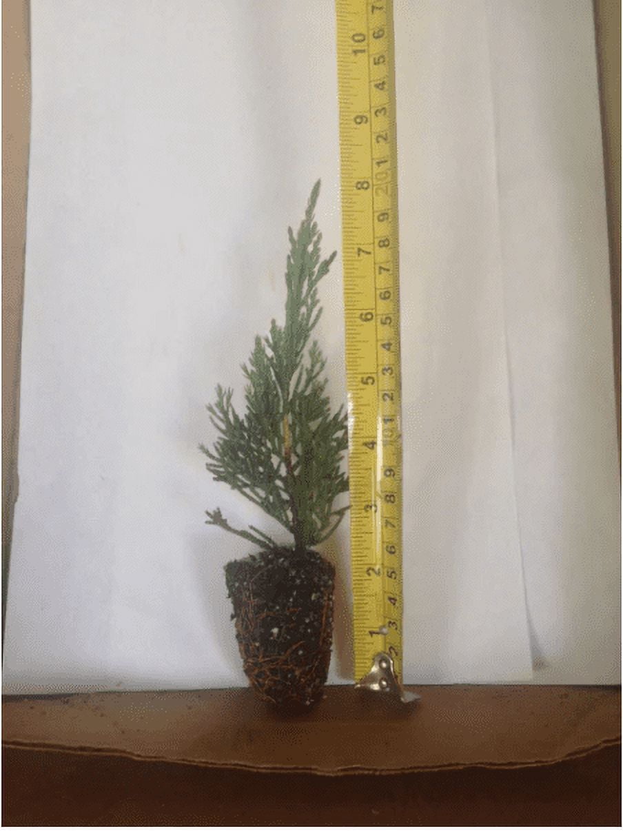 PARSONI JUNIPER - Walmart.com
