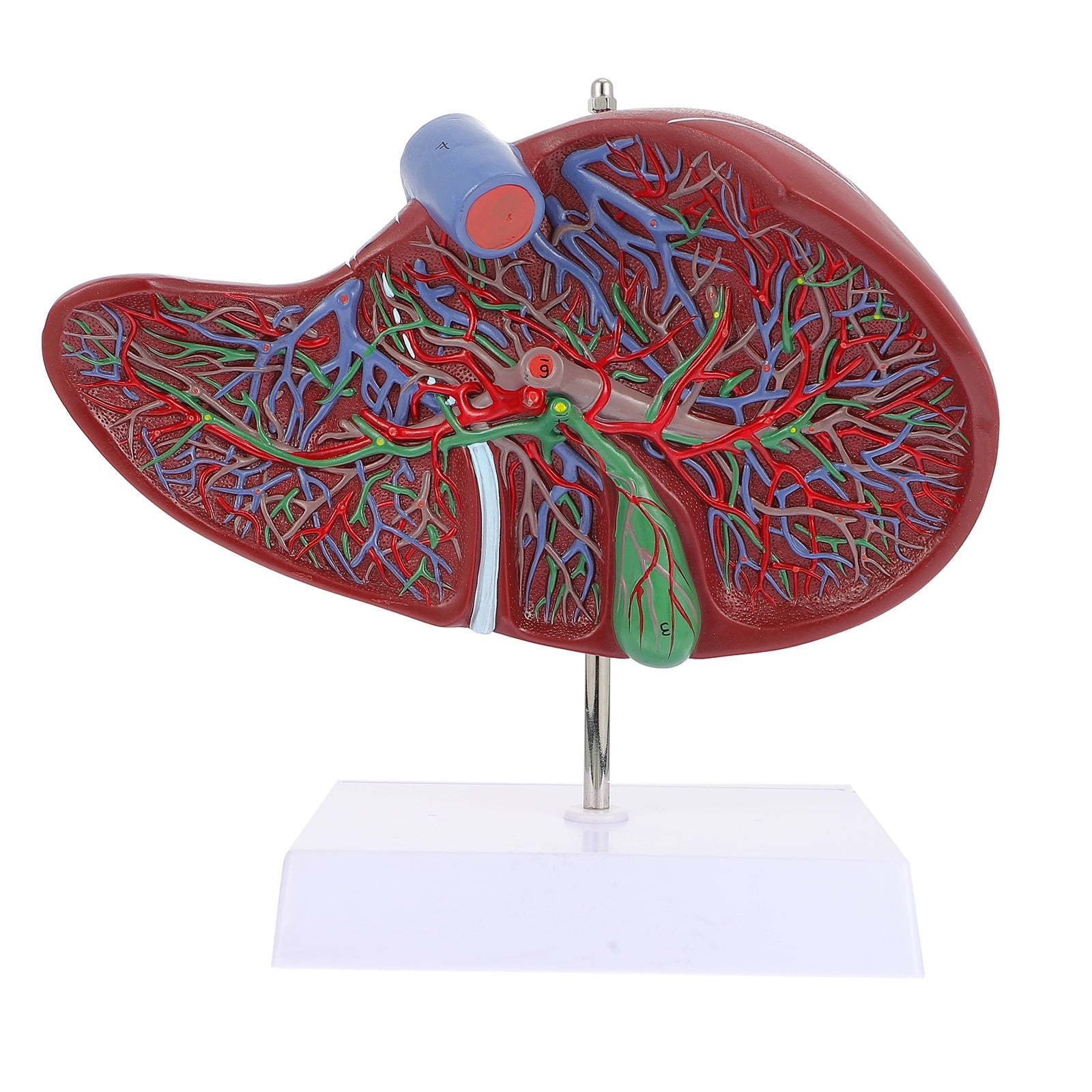 PATKAW Liver Anatomical Model Medical Teaching Liver Model Display ...