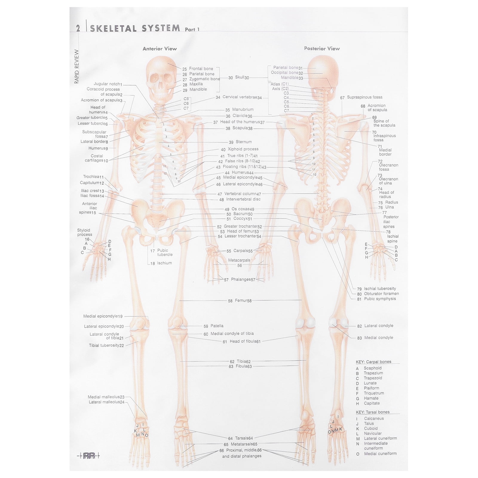 PATKAW Skeletal System Anatomy Poster Home Office Anatomy Poster ...