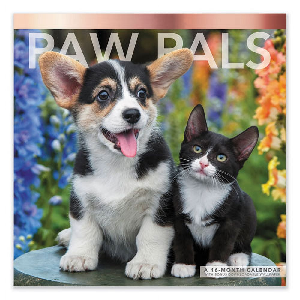 PAW PALS WALL CALENDAR, KITTEN AND PUPPY PHOTOGRAPHY, WHITE/MULTICOLOR ...