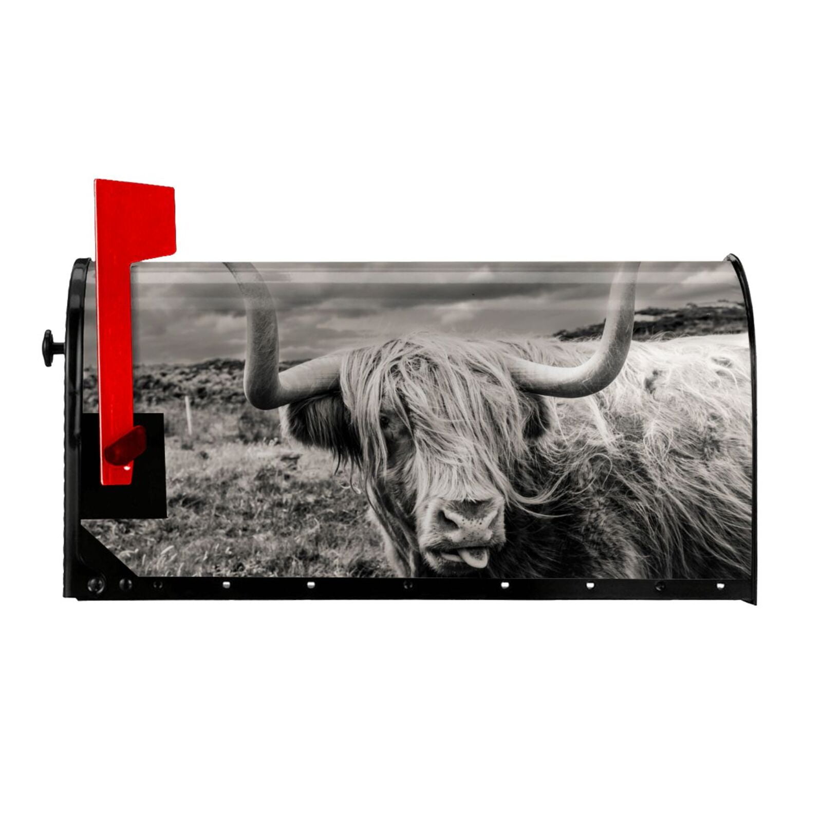 PAYOHTO Highland Cattle on The Isle of Colonsay in Scotland Mailbox ...