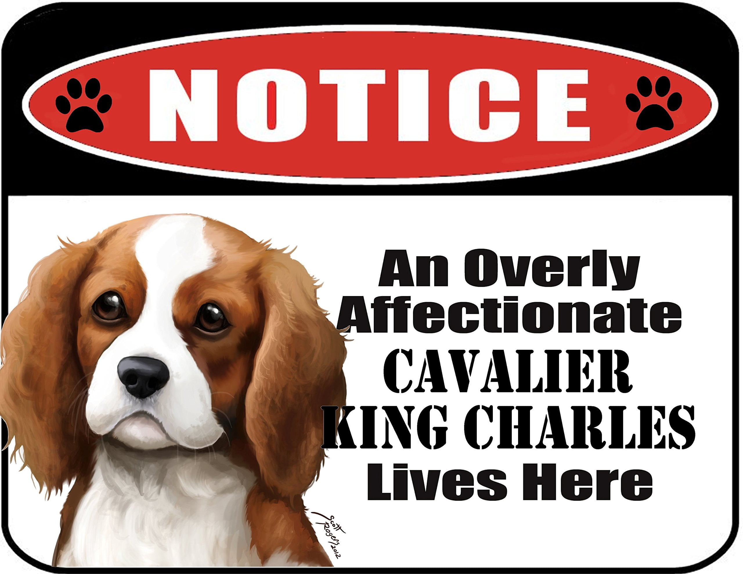 PCSCP Notice an Overly Affectionate Cavalier King Charles Lives Here 9 ...