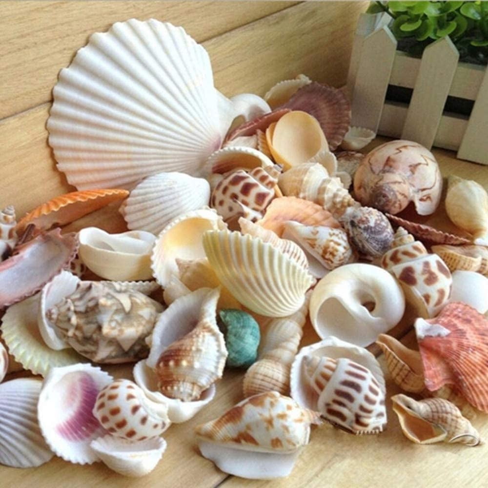 PEACNNG 200G pack Natural Beach Shell & Conch Seashells Aquarium Fish ...