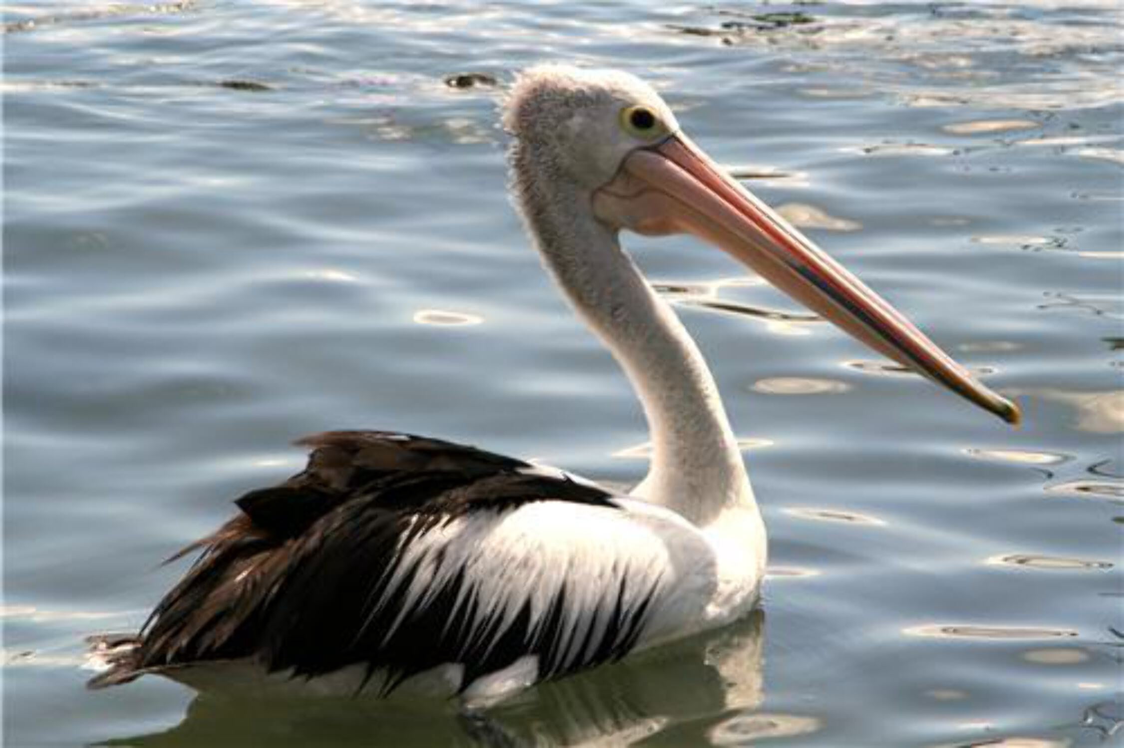 PELICAN IN WATER GLOSSY POSTER PICTURE PHOTO bird beak new orleans la ...