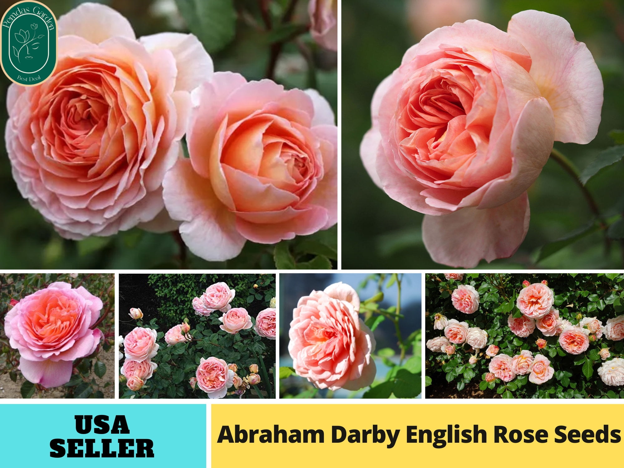 Abraham Darby Pink English Rose Plant Seeds, 30+ Authentic, GMO Free ...