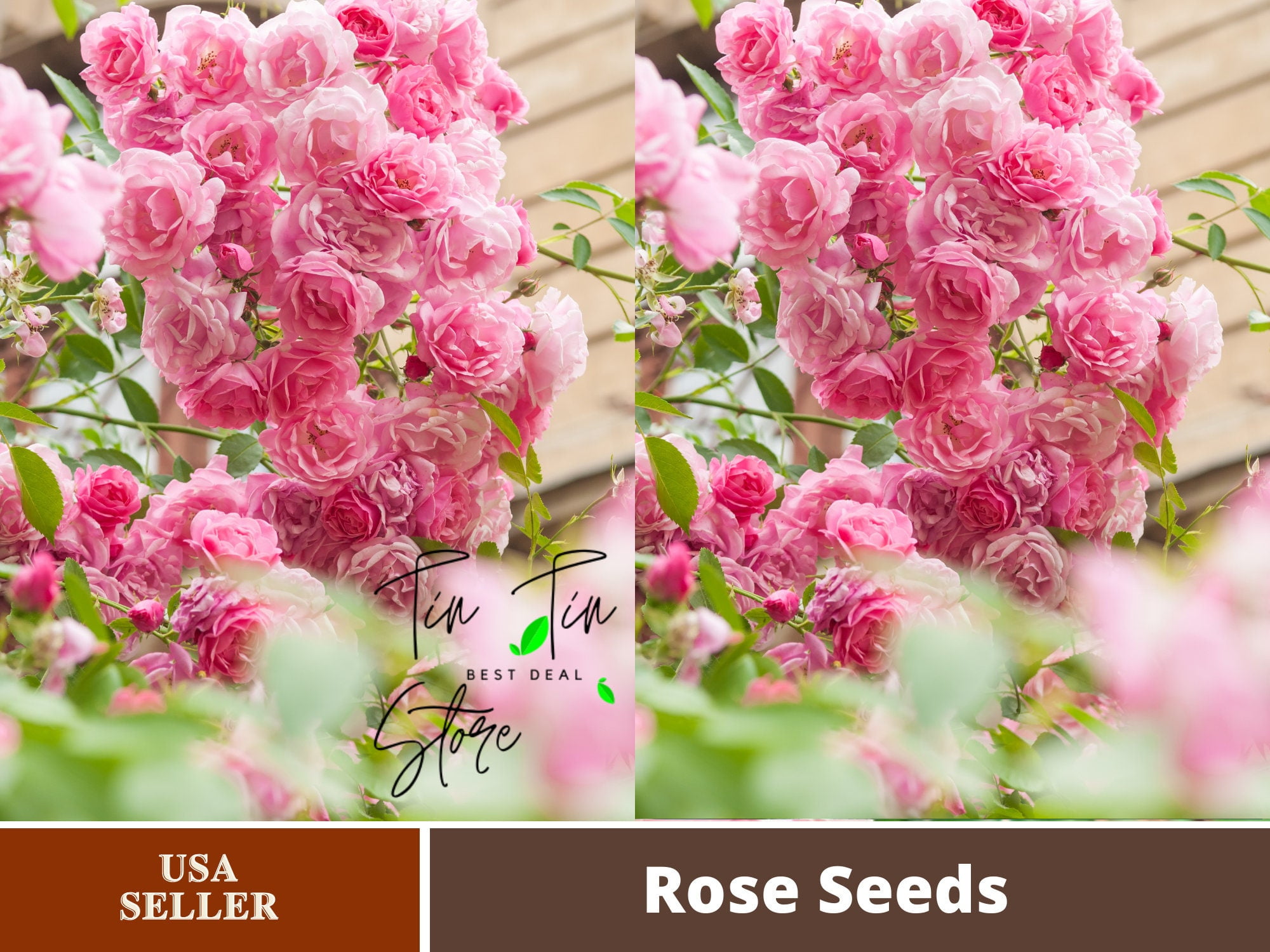 30 Rare Pink Climbing Rose Bush Seeds, Authentic Flower Seeds, Herb and ...