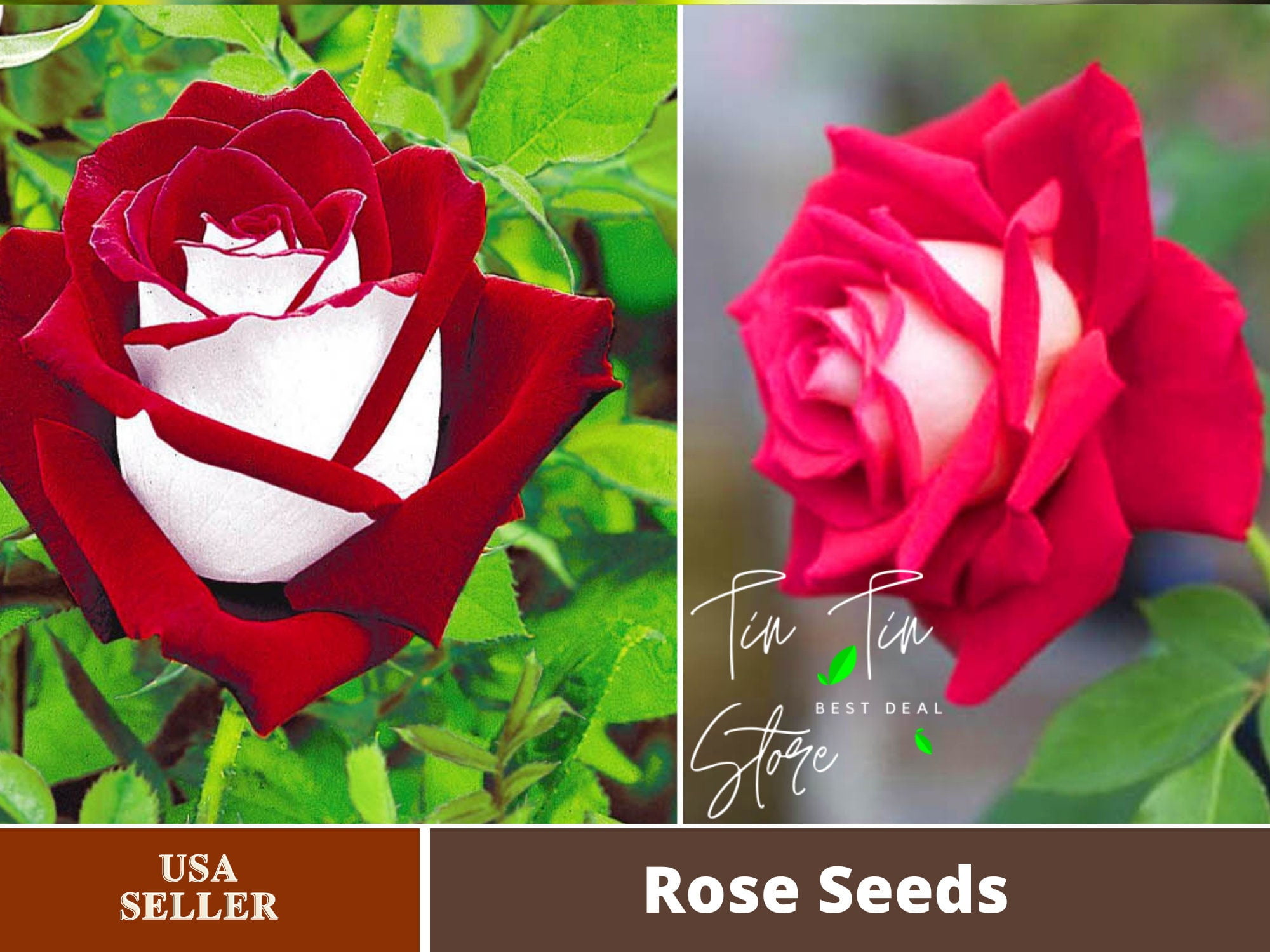 PEMDASGARDEN 30 Rare Seeds Love In Rose Flower Seeds - Walmart.com