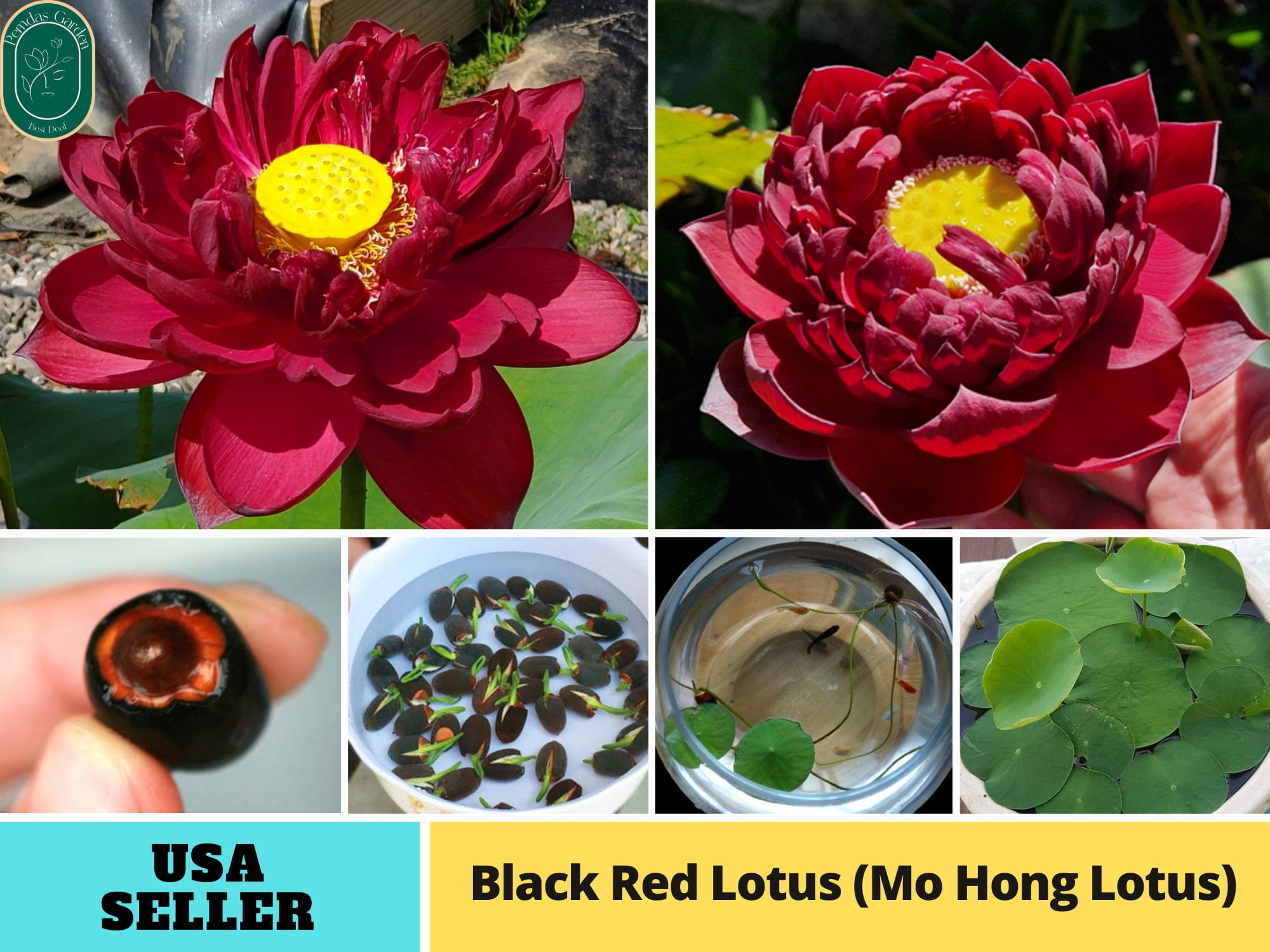 PEMDASGARDEN 5 Black Red Lotus Plant Seeds - Walmart.com