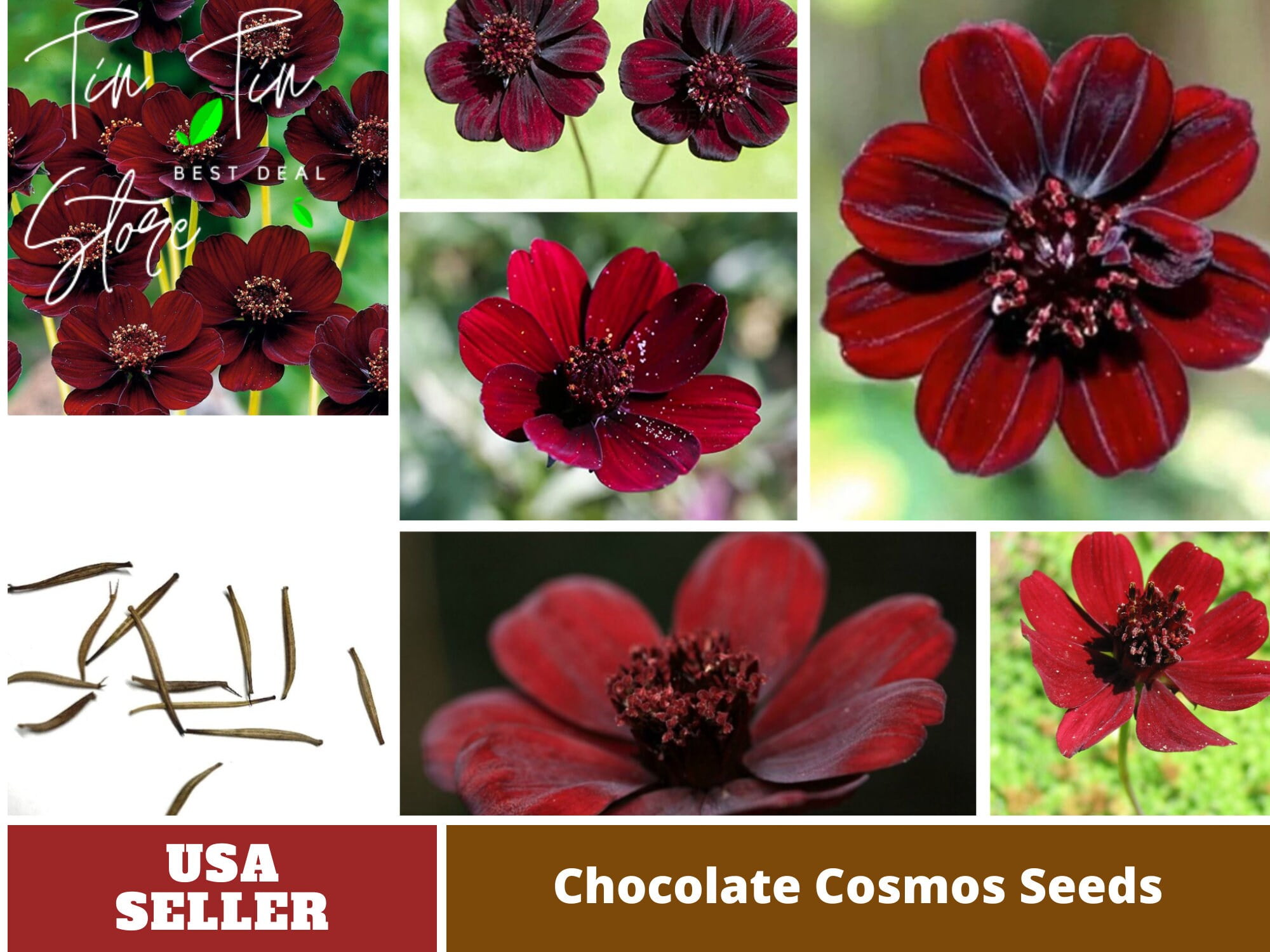 Futaba Rare Chocolate Cosmos Flower Seeds, 50+ Authentic Non-GMO Seeds ...