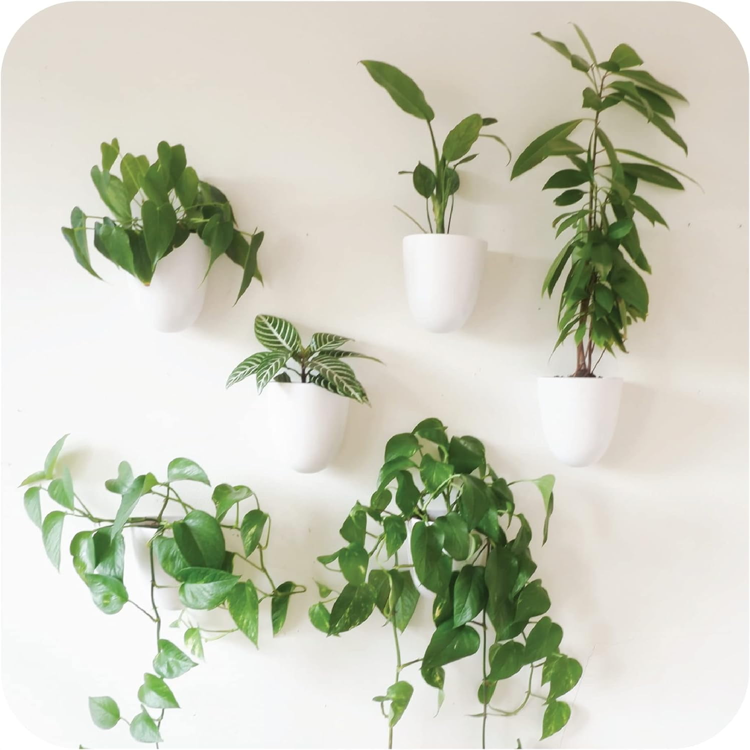 PENOVA Luxe - Self-Watering Wall Planters (Set of 6) - Easy to Water and Install - Lightweight ...