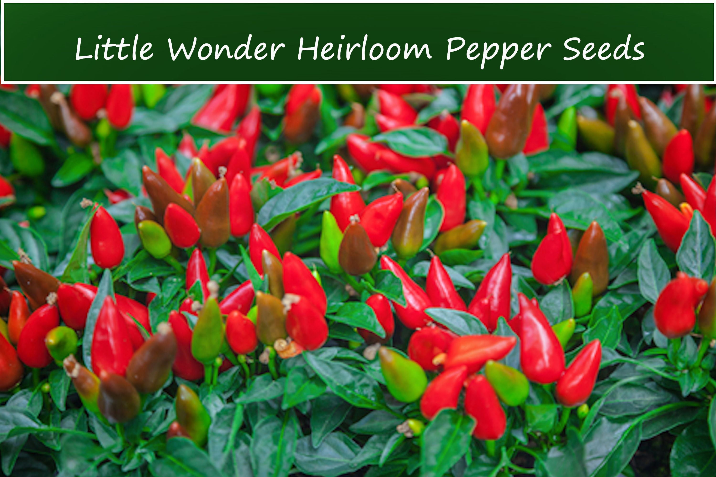 PEPPER SEEDS = = Little Wonder Ornamental Pepper =20 Vegetable Seeds ...
