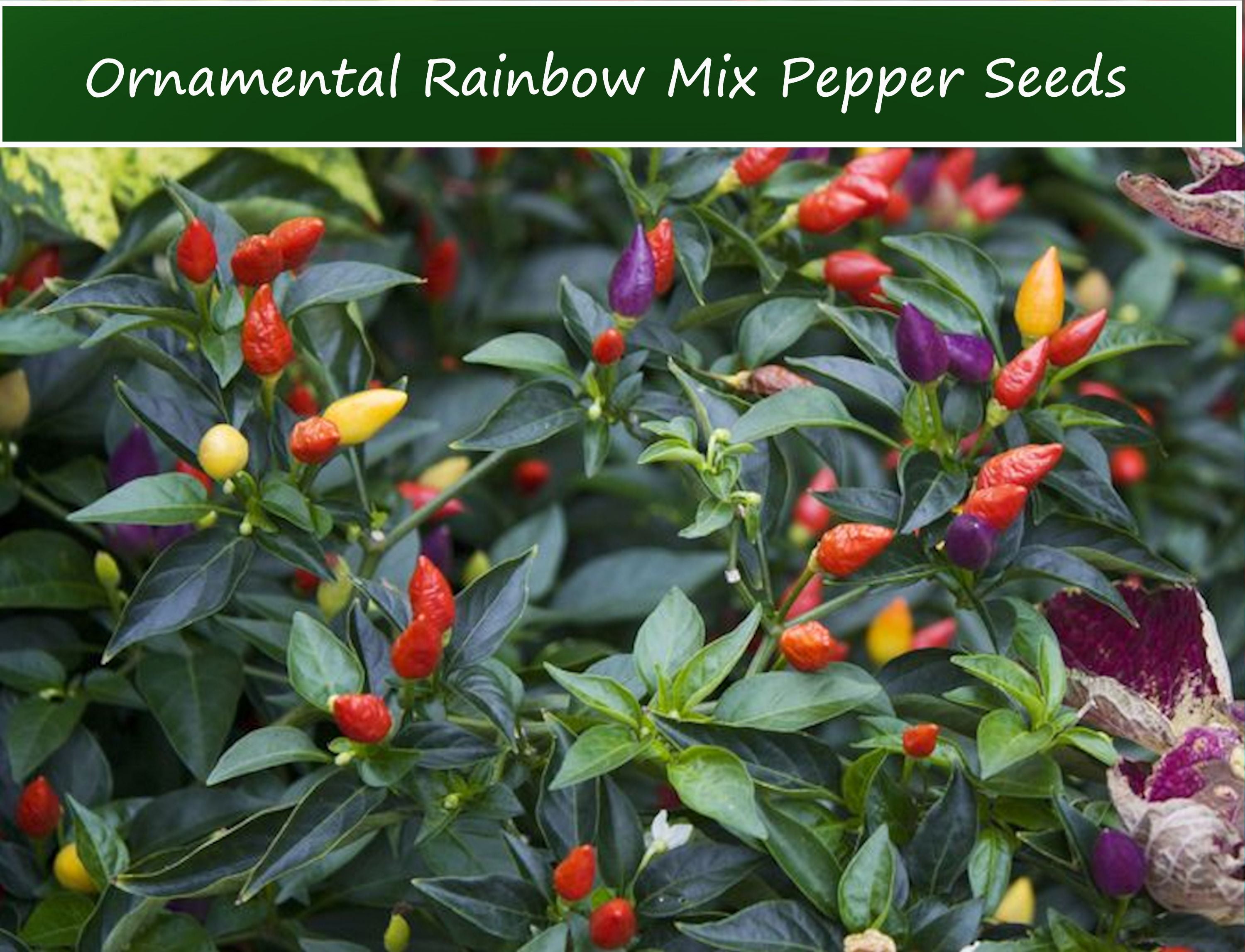 PEPPER SEEDS - Serendipity's Ornamental Rainbow Mix Pepper -20 Seeds ...