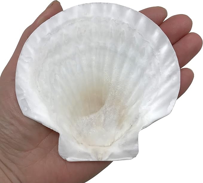 PEPPERLONELY 8 PC Large Great Scallop Sea Shells, Irish Deeps or Irish ...