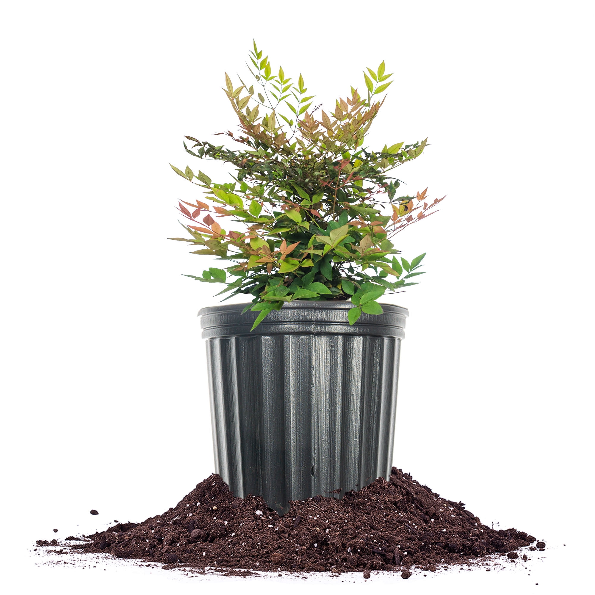 PERFECT PLANTS Gulf Stream Nandina Shrub, Dwarf, 3 Feet Tall, Colorful ...