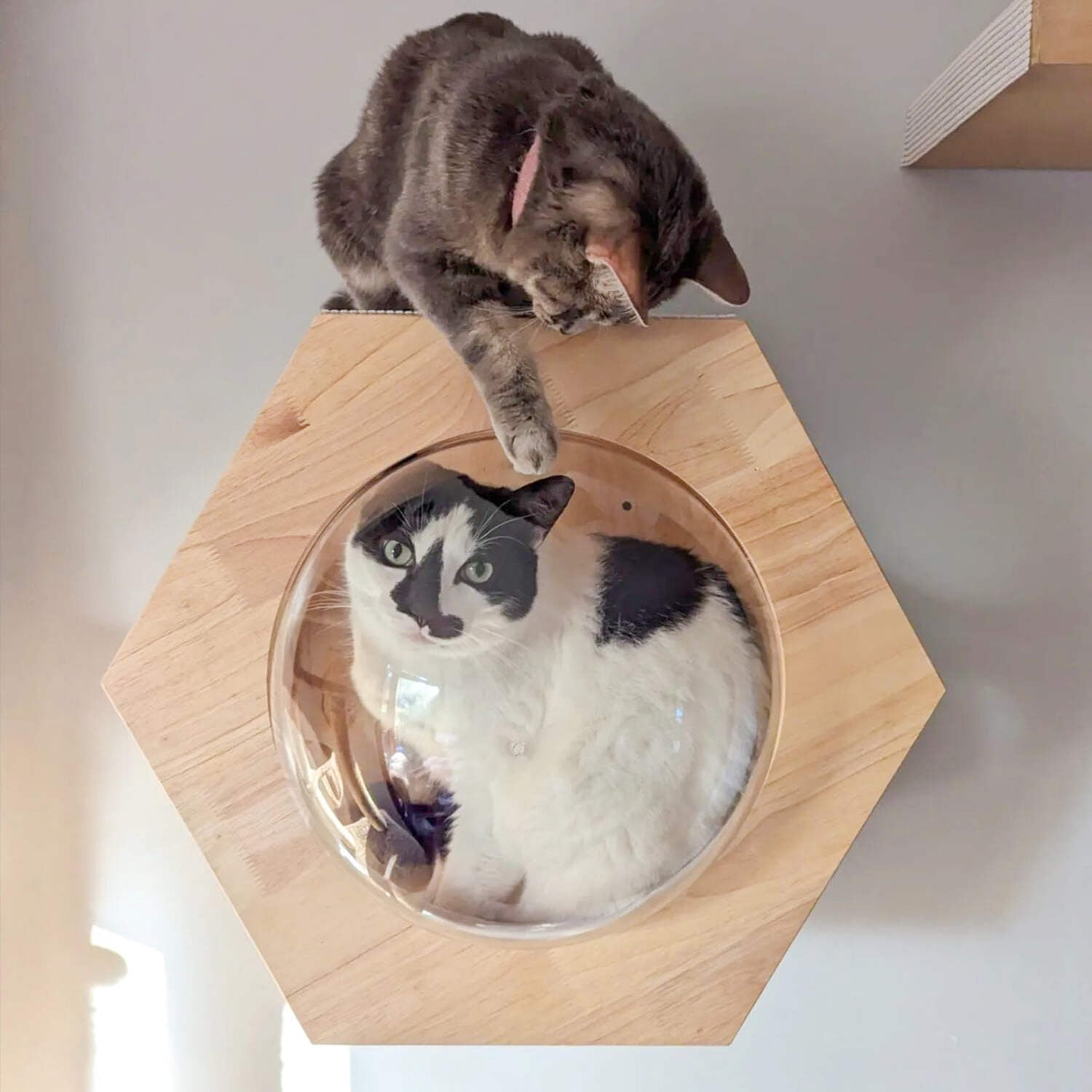PETOMG Cat Wall House, Cat Perch, Large Cat Shelf with Spaceship ...