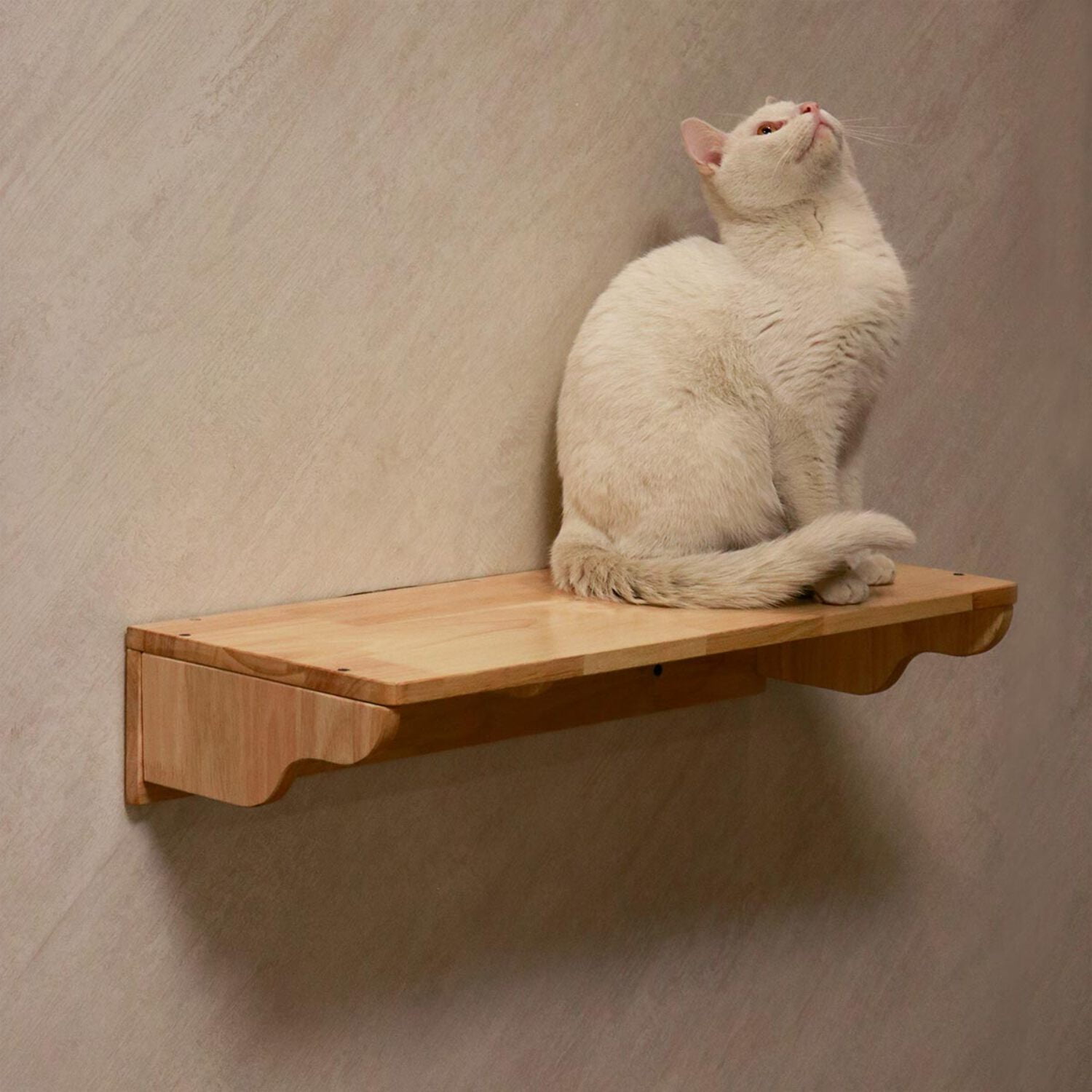 PETOMG Cat Wall Steps, Cat Walks, Cat Ladder, Cat Wall Shelf ...