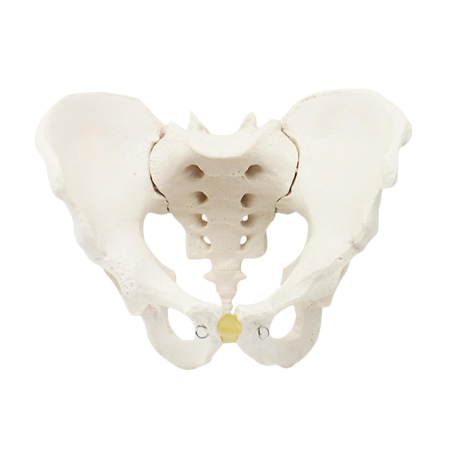PETSOLA Life Size Male Pelvic Skeleton Model Male Model Learning ...