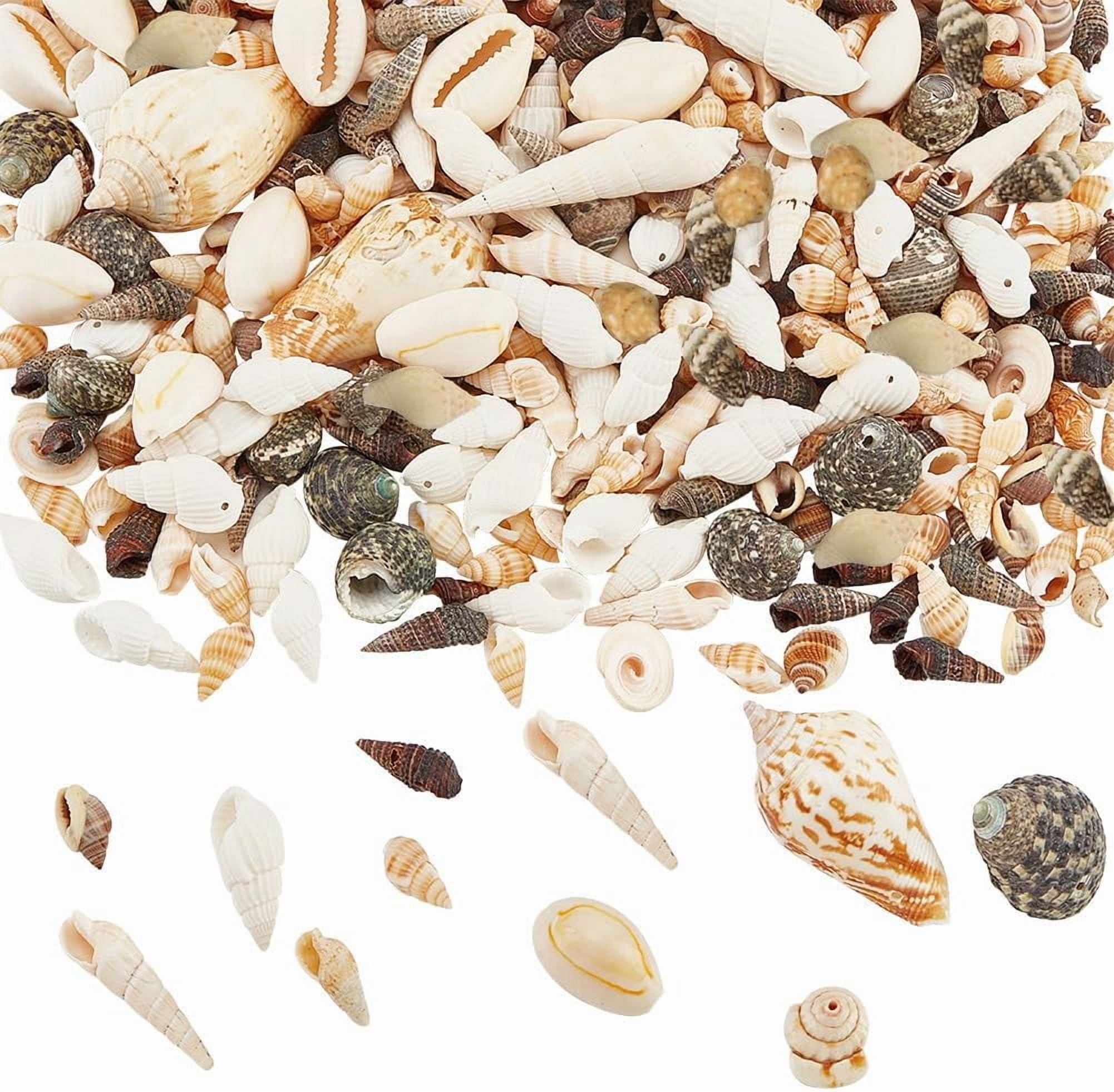 PH 200g Ocean Beach Seashells 10 Style Mixed Sea Shells Natural Craft ...