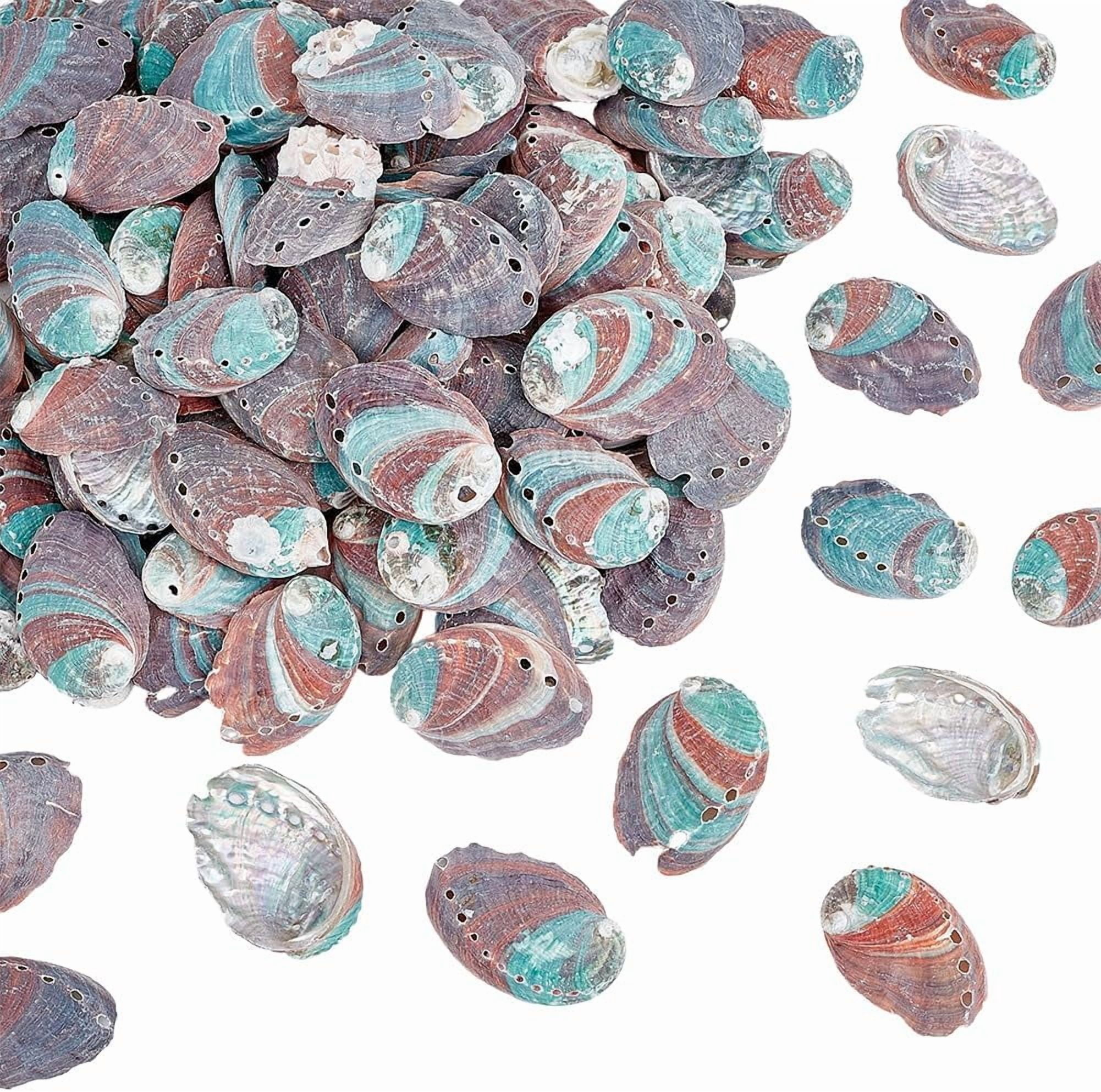 PH Approx.110pcs Natural Green Abalone Seashell 2 Inch Ocean Beach Sea ...