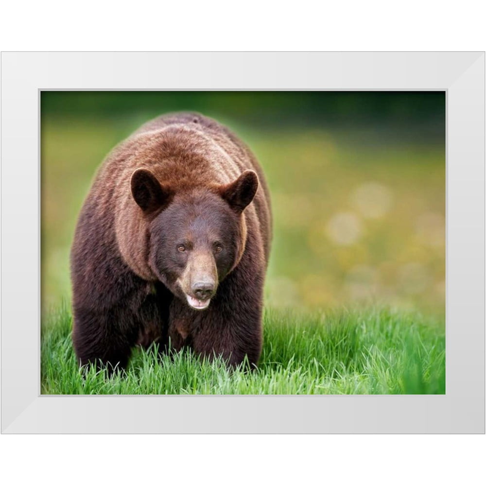 PHBurchett 32x25 White Modern Wood Framed Museum Art Print Titled ...