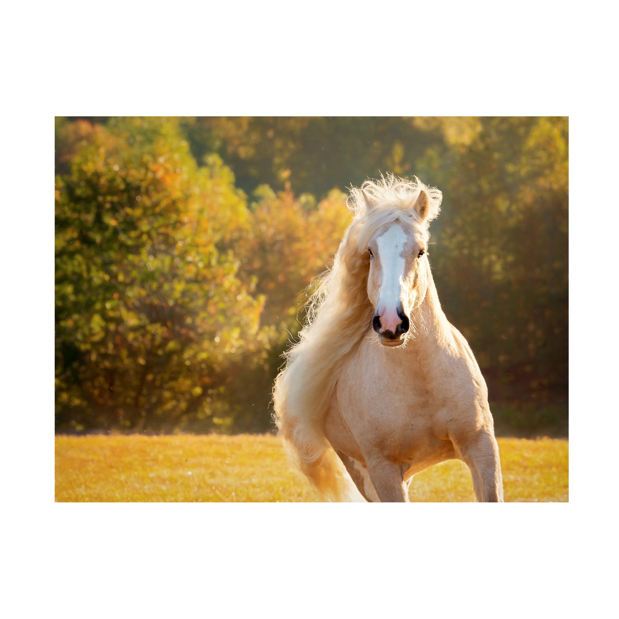 PHBurchett 'Golden Lit Horse IV' Canvas Art - Walmart.com