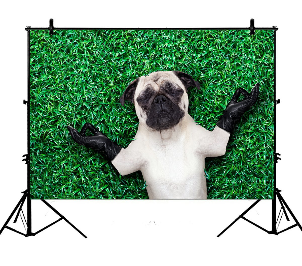 PHFZK 7x5ft Animal Backdrops, Cool Pug Dog Photography Backdrops ...