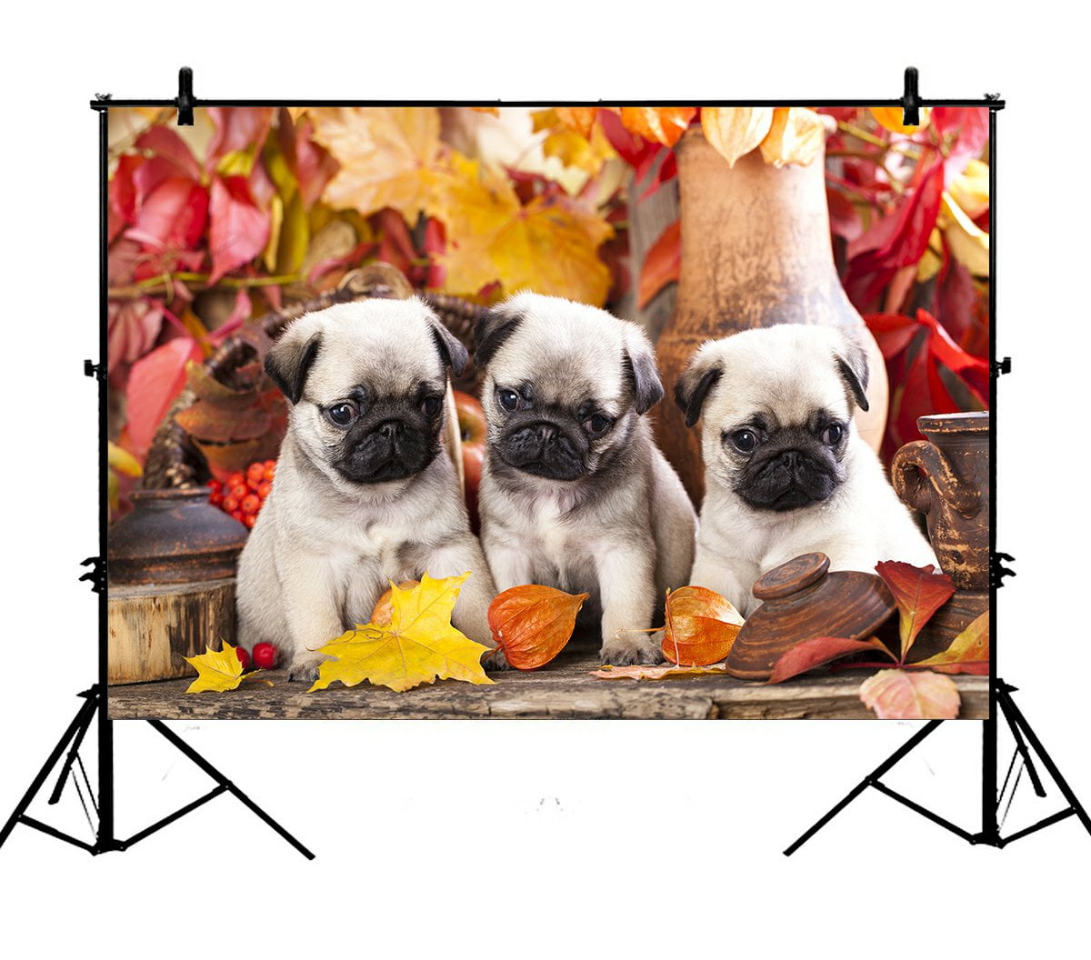PHFZK 7x5ft Animal Backdrops, Cute Pug Dog Photography Backdrops ...