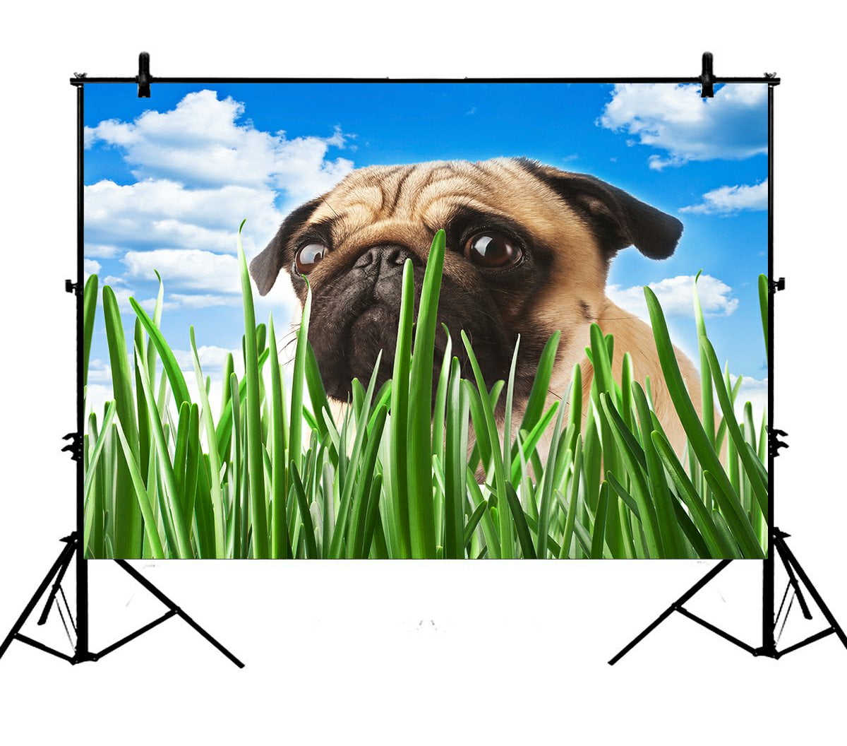 PHFZK 7x5ft Animal Backdrops, Funny Puppy Pug in the Grass against the ...