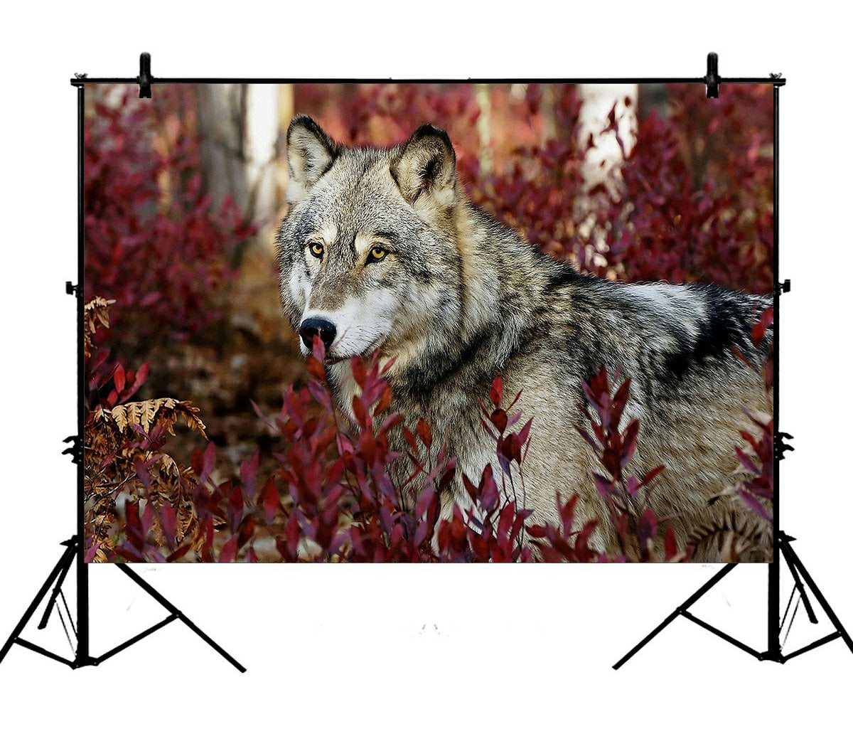 PHFZK 7x5ft Animal Backdrops, Grey Wolf in Beautiful Red Foliage ...